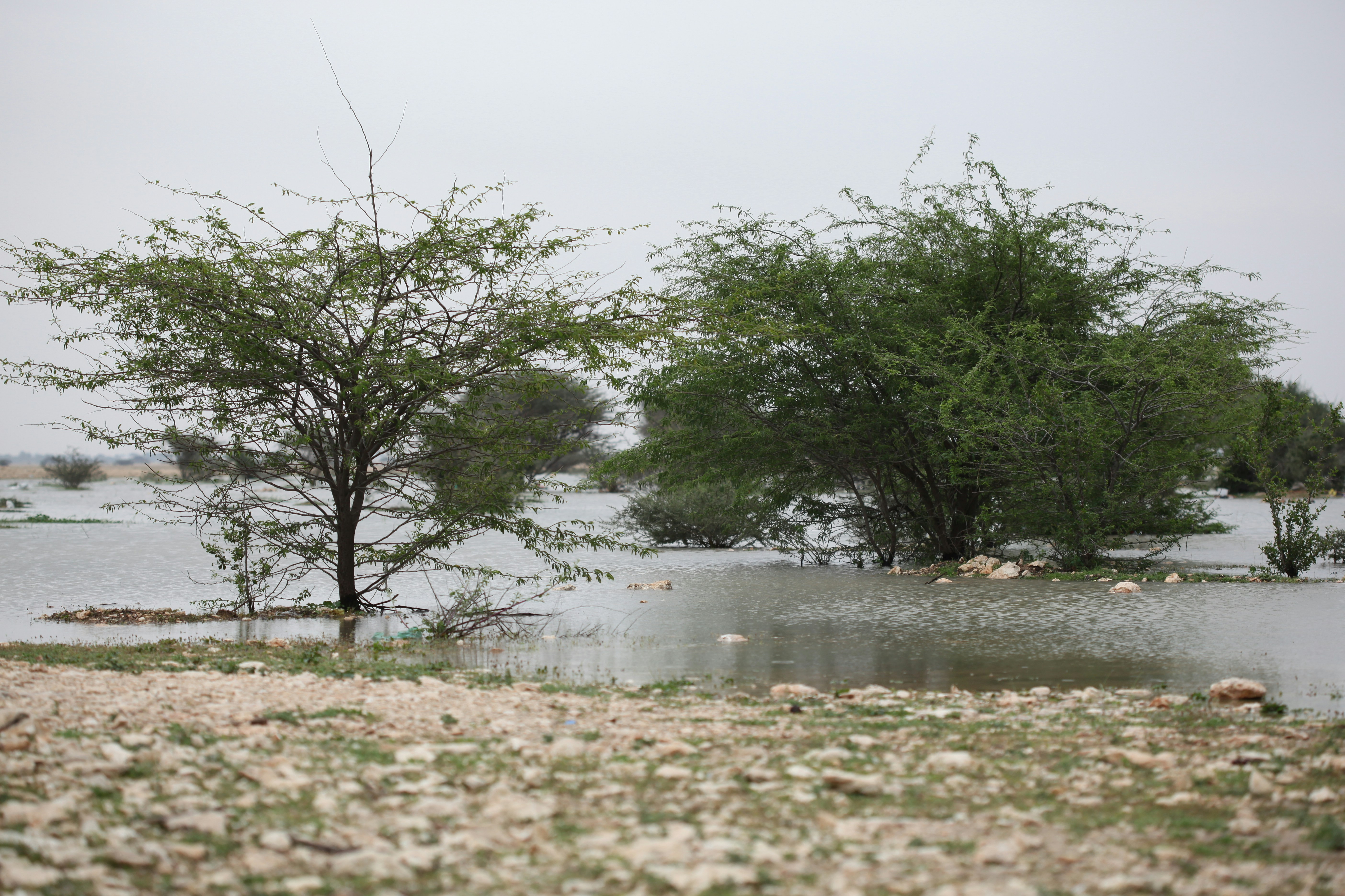 Two trees standing resiliently in a flooded landscape, surrounded by still water and rocky terrain.