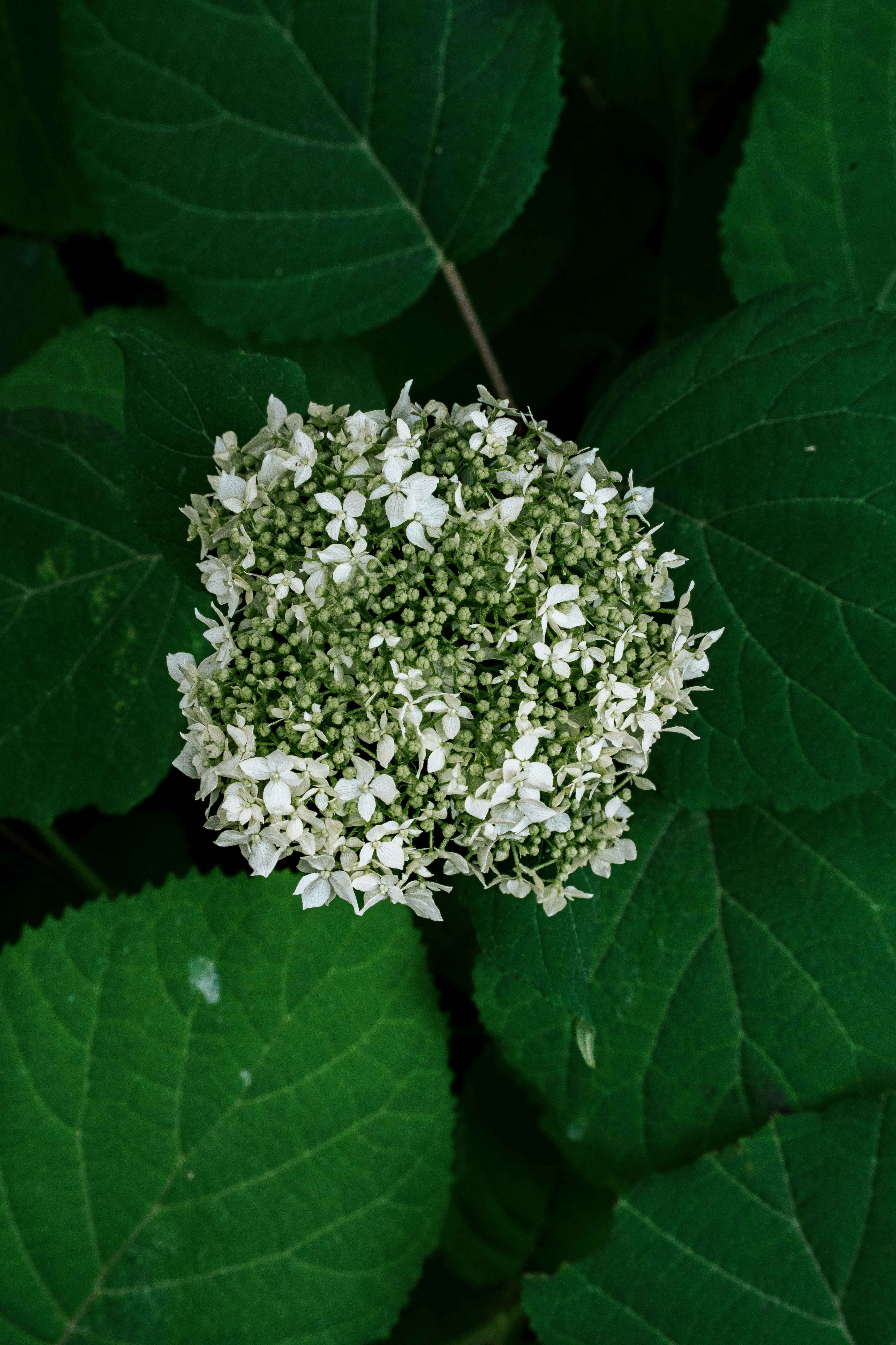Nature's Delicate Sphere: The Hydrangea BlossomXimin Lin