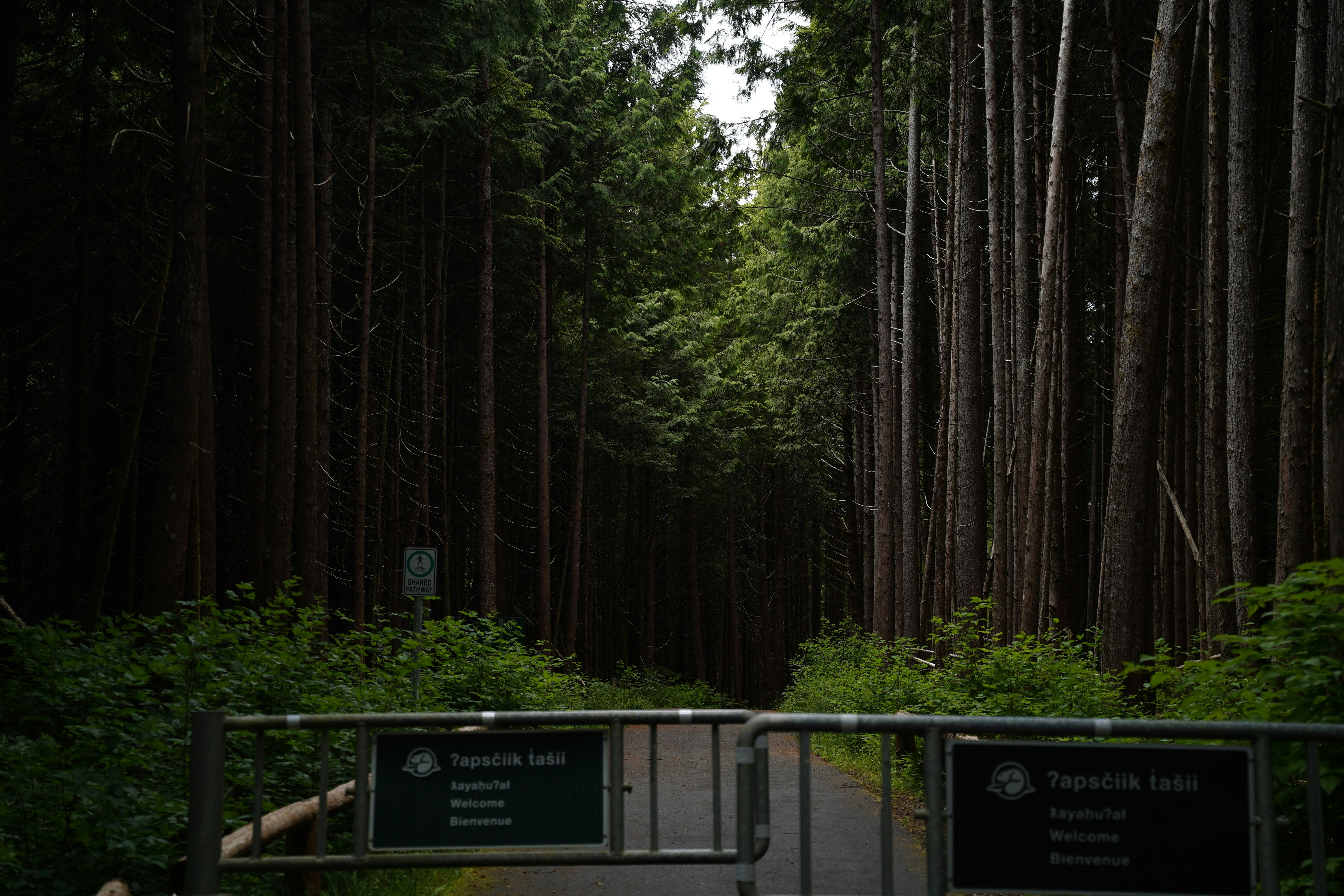 Gate Between Pines: A Narrow Path Dissolving into Darkness