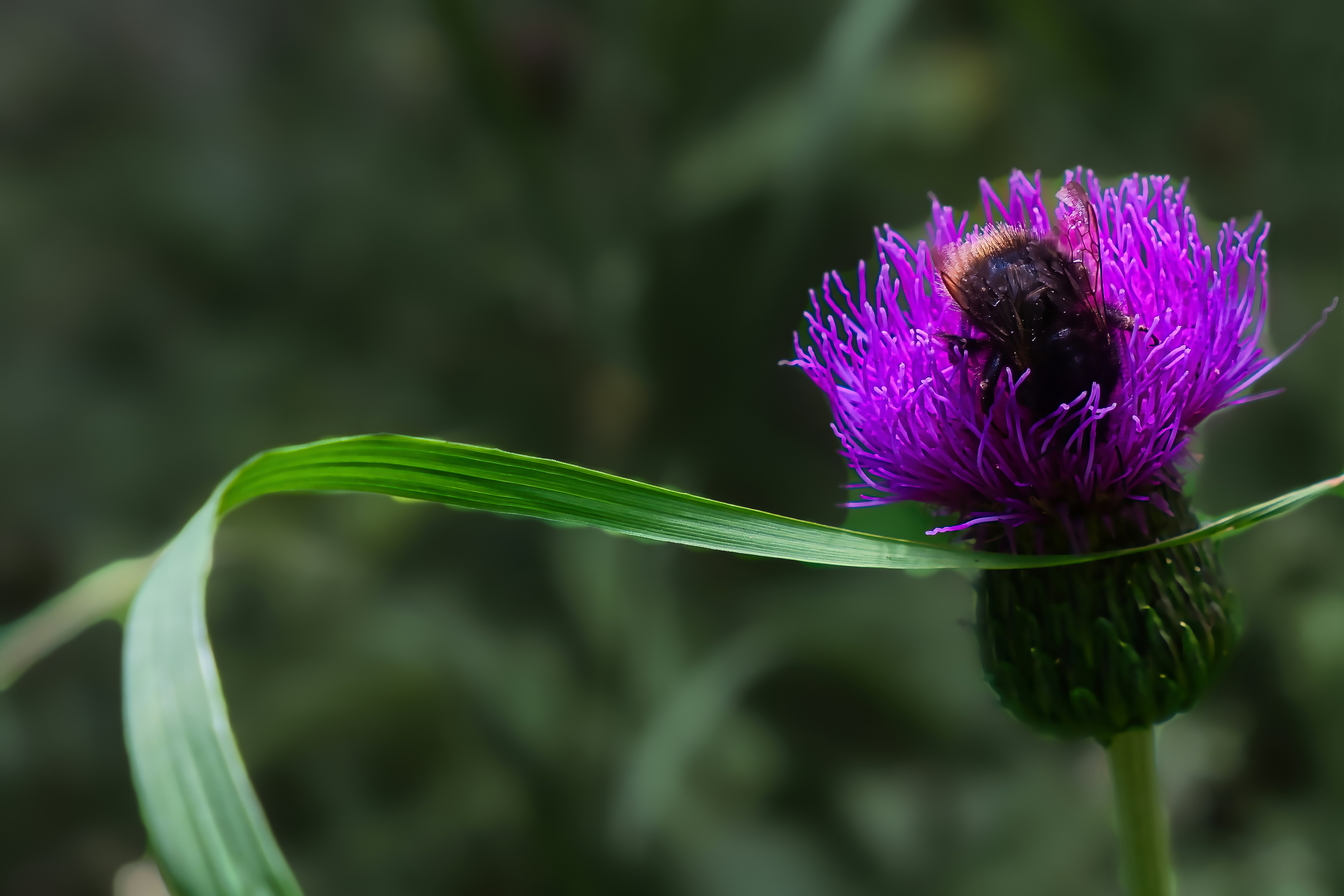 A vibrant purple thistle flower with a busy bee collecting nectar, surrounded by soft green foliage. The scene captures the essence of pollination in nature.