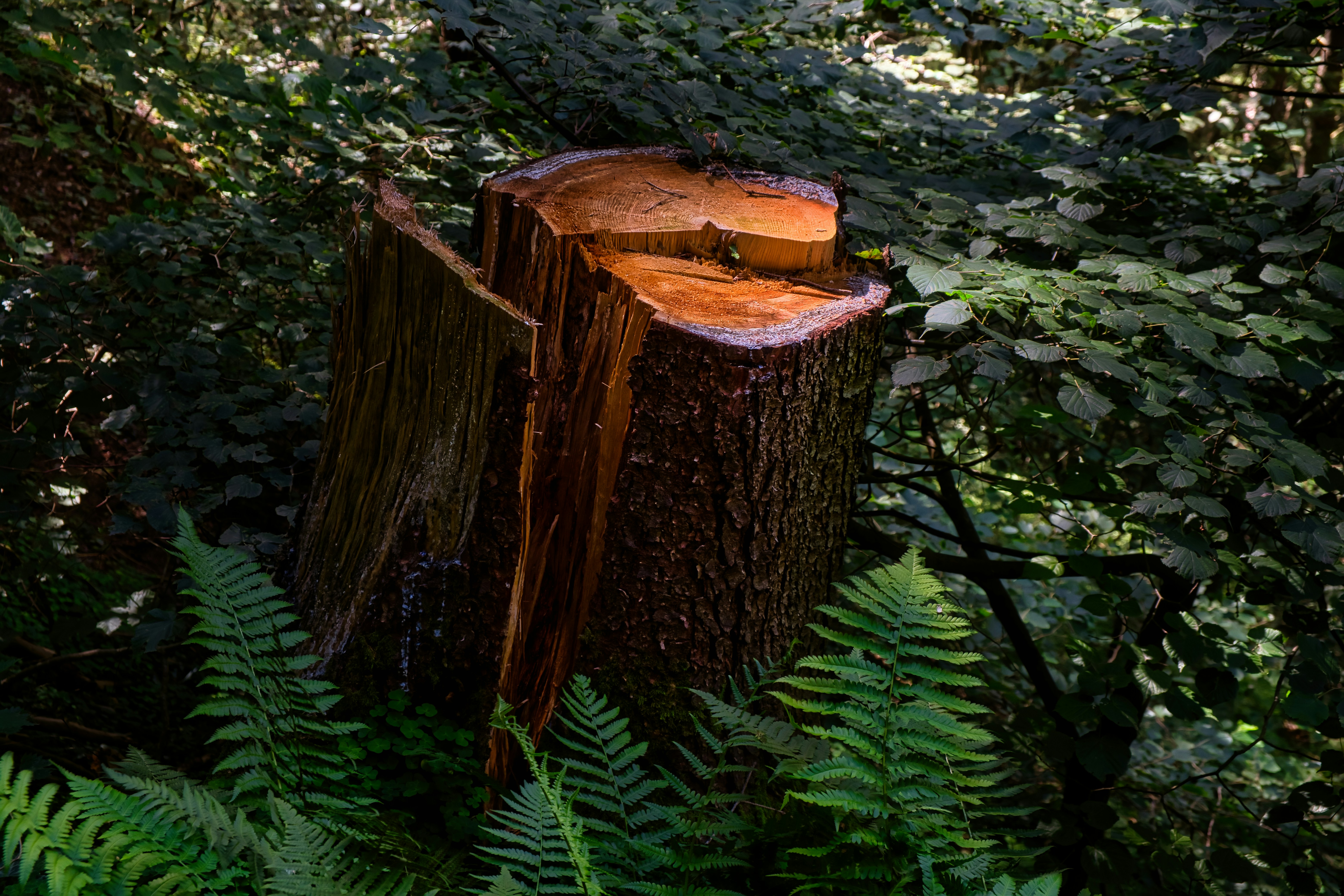 A tree stump stands in a shady forest.