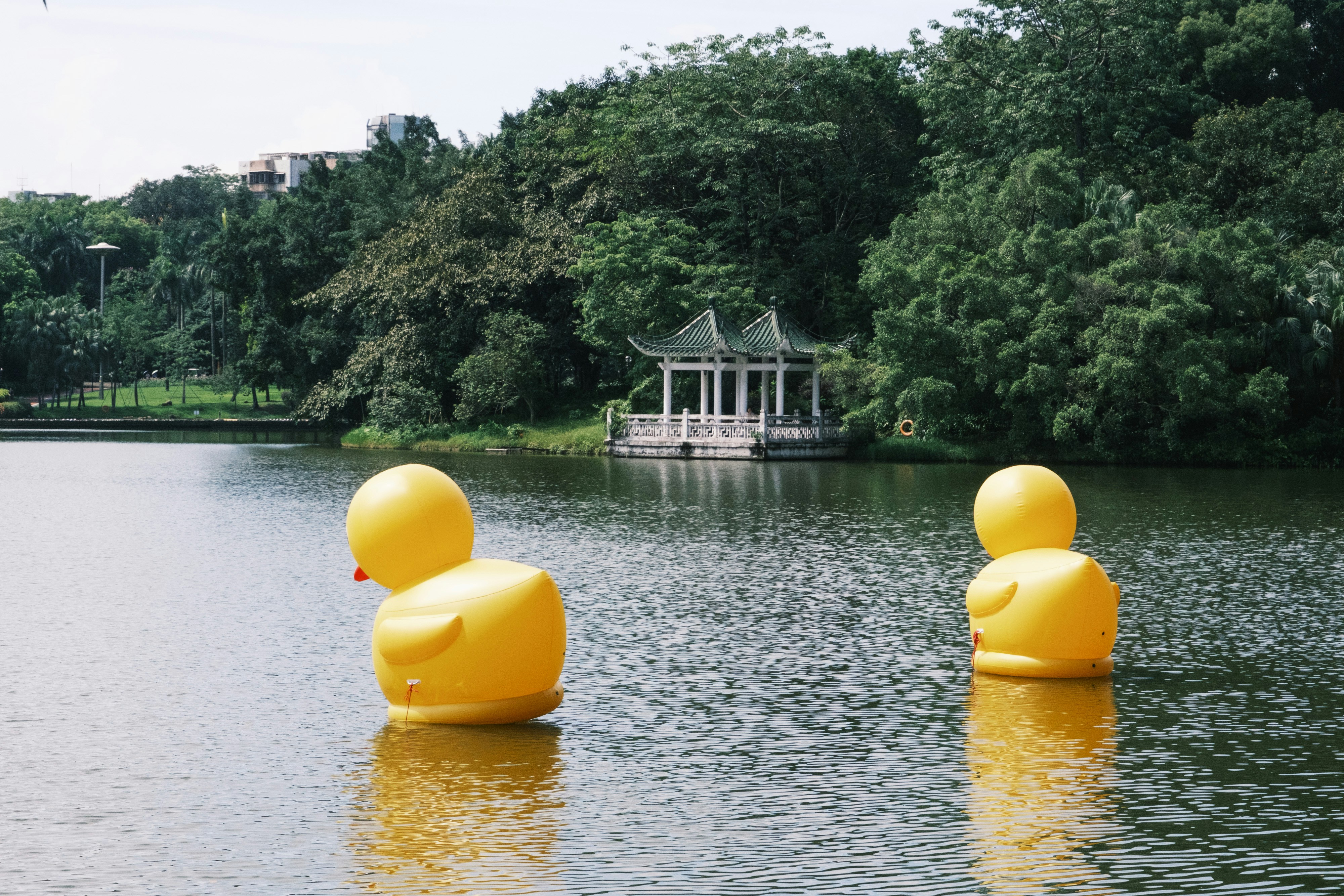 Two giant rubber ducks float on a lake. photo – Free Plant Image on ...