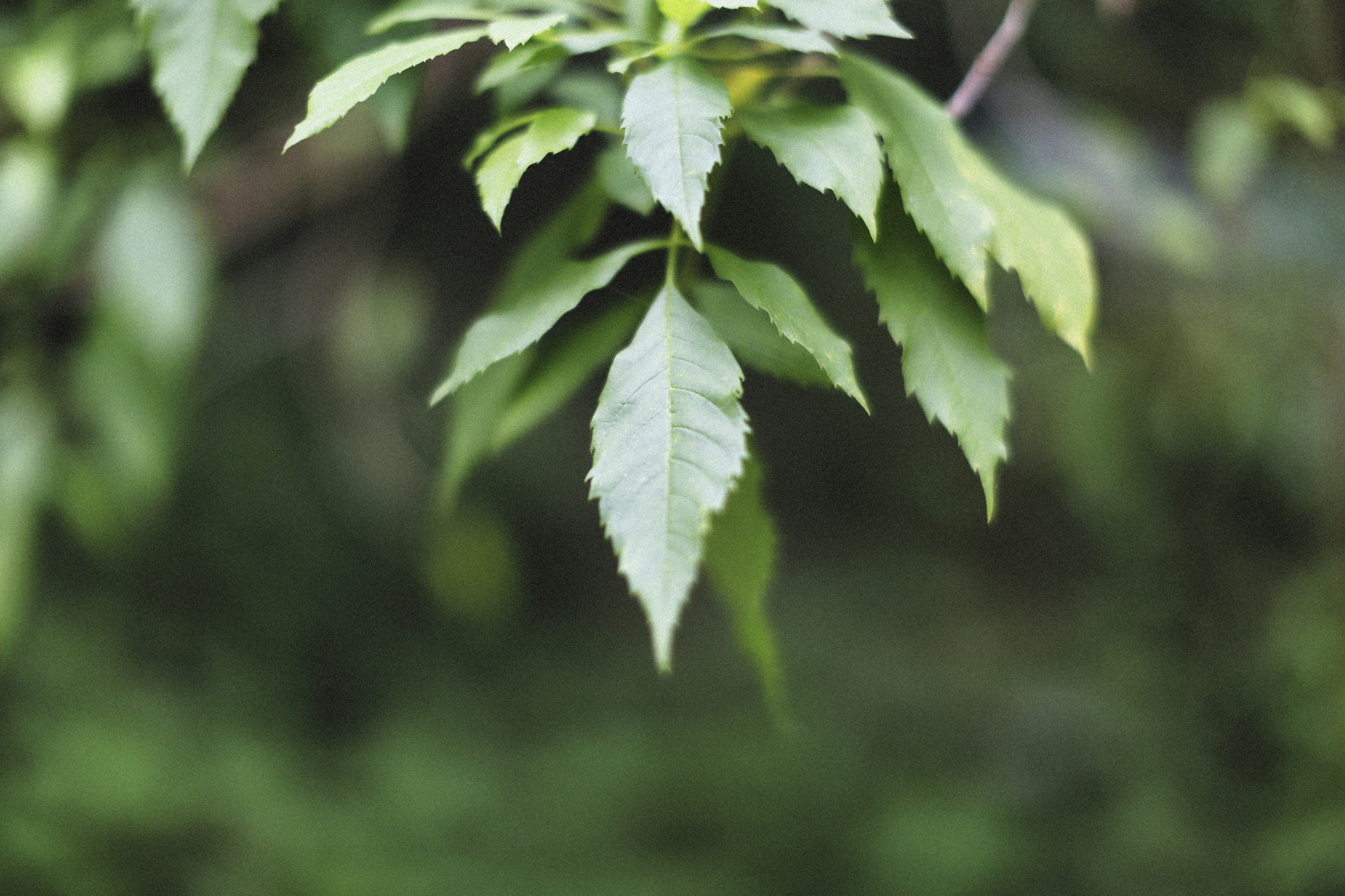 Here is a caption for the image: green leaves on a tree branch.