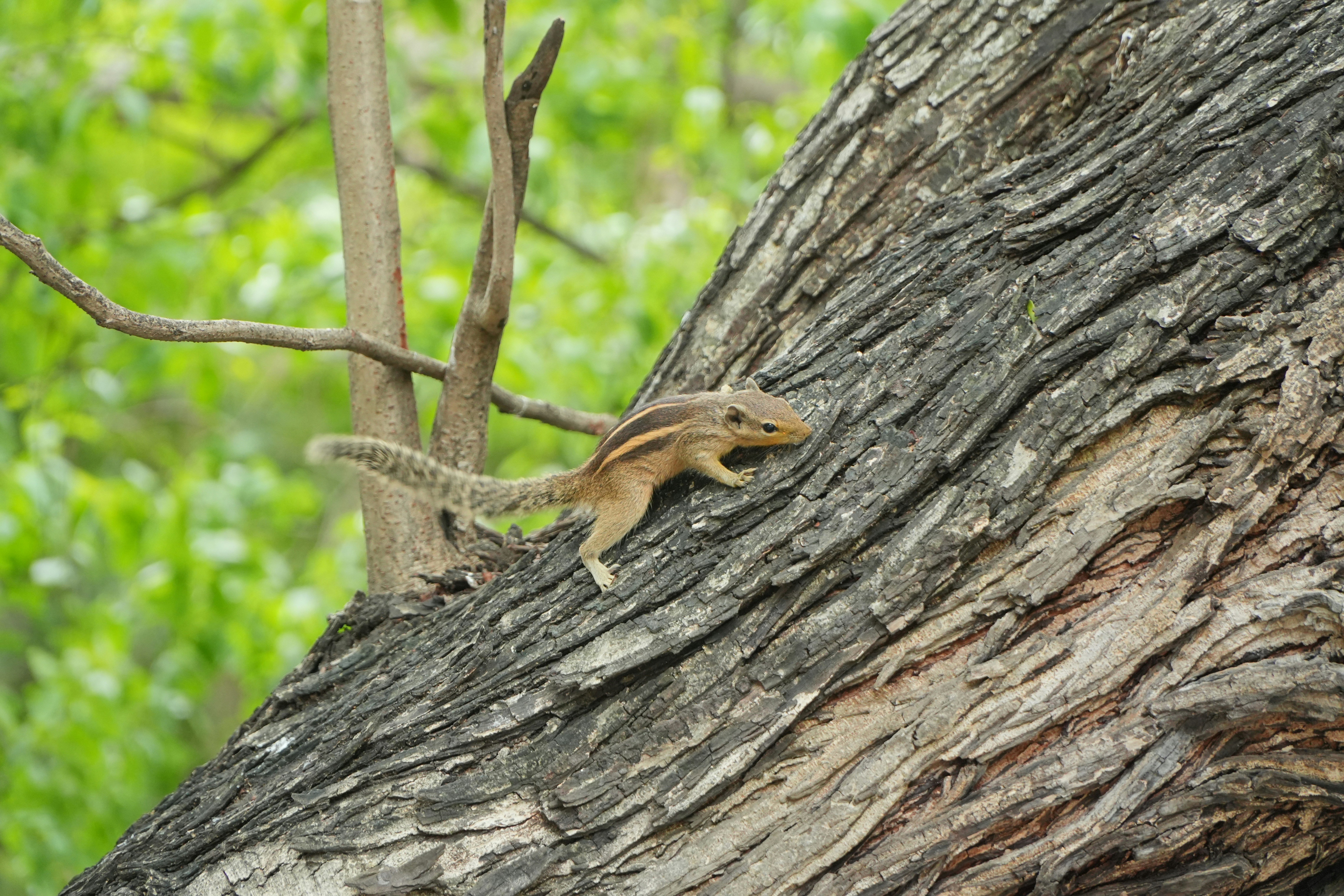 Nature's Agile Acrobat: A Squirrel's Ascent