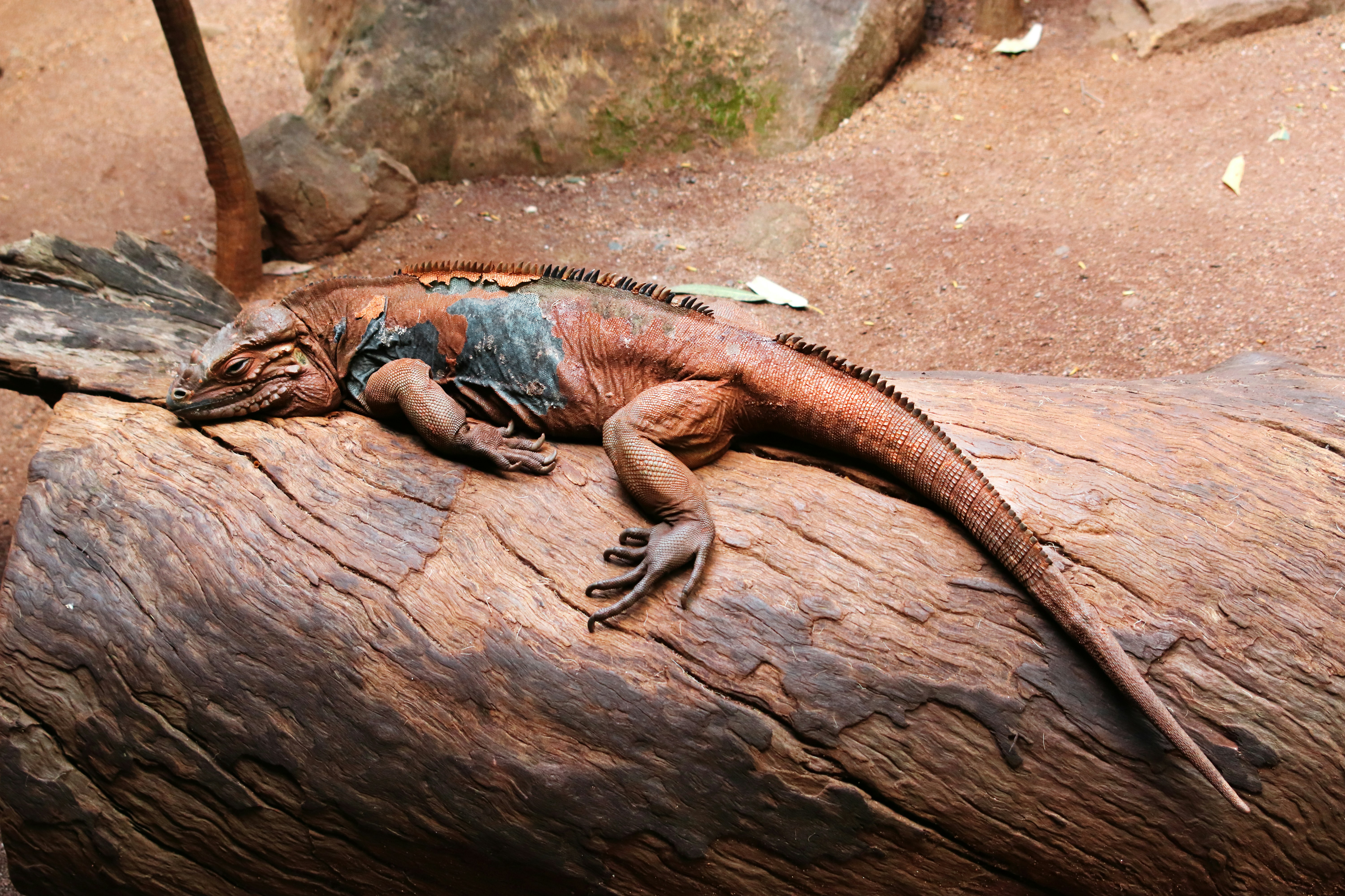The Serene Slumber of the Iguana