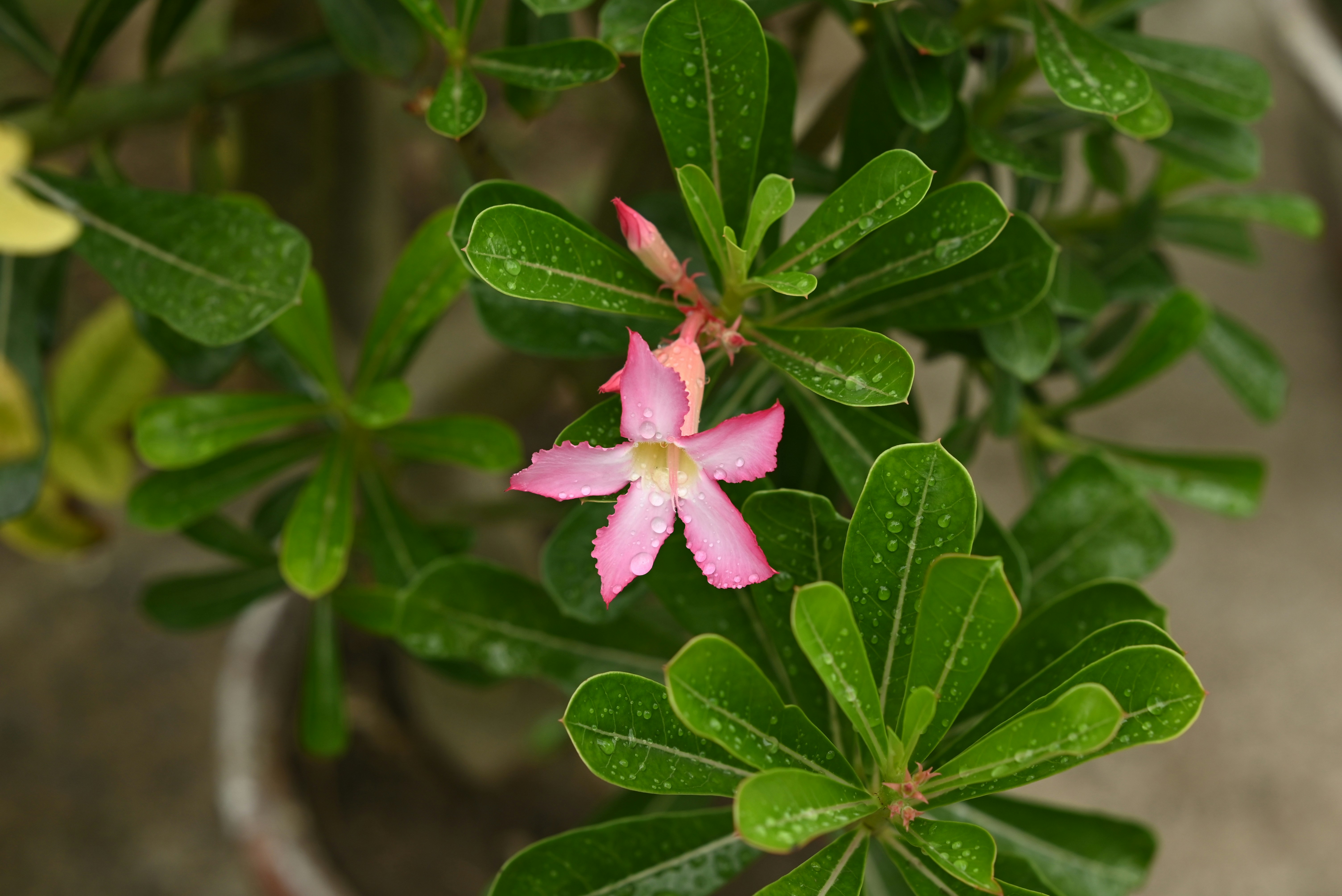 Blossom Amidst Lush Greenery