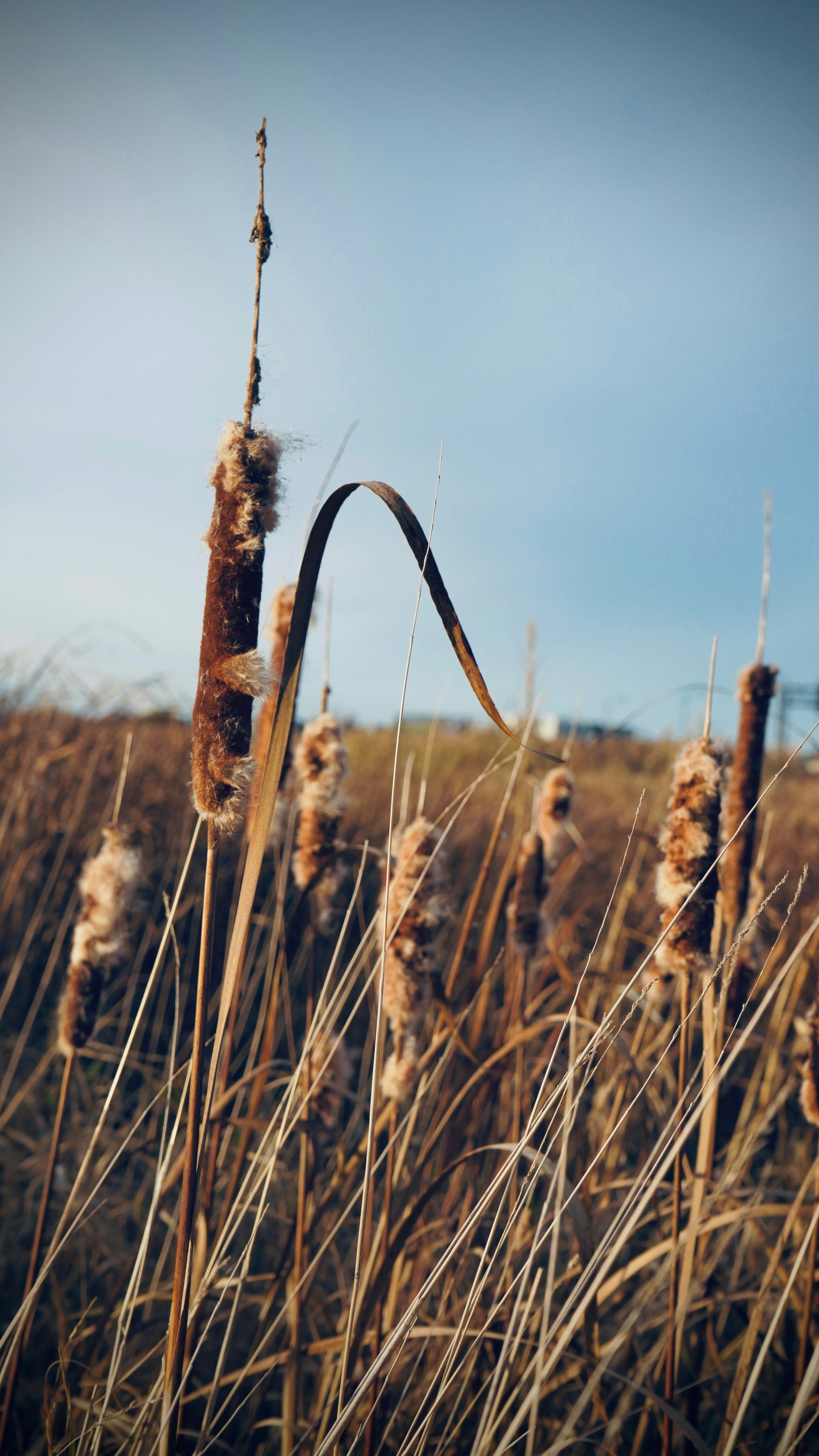 Field of Reeds: Sunlit Cattails in a Quiet Horizon