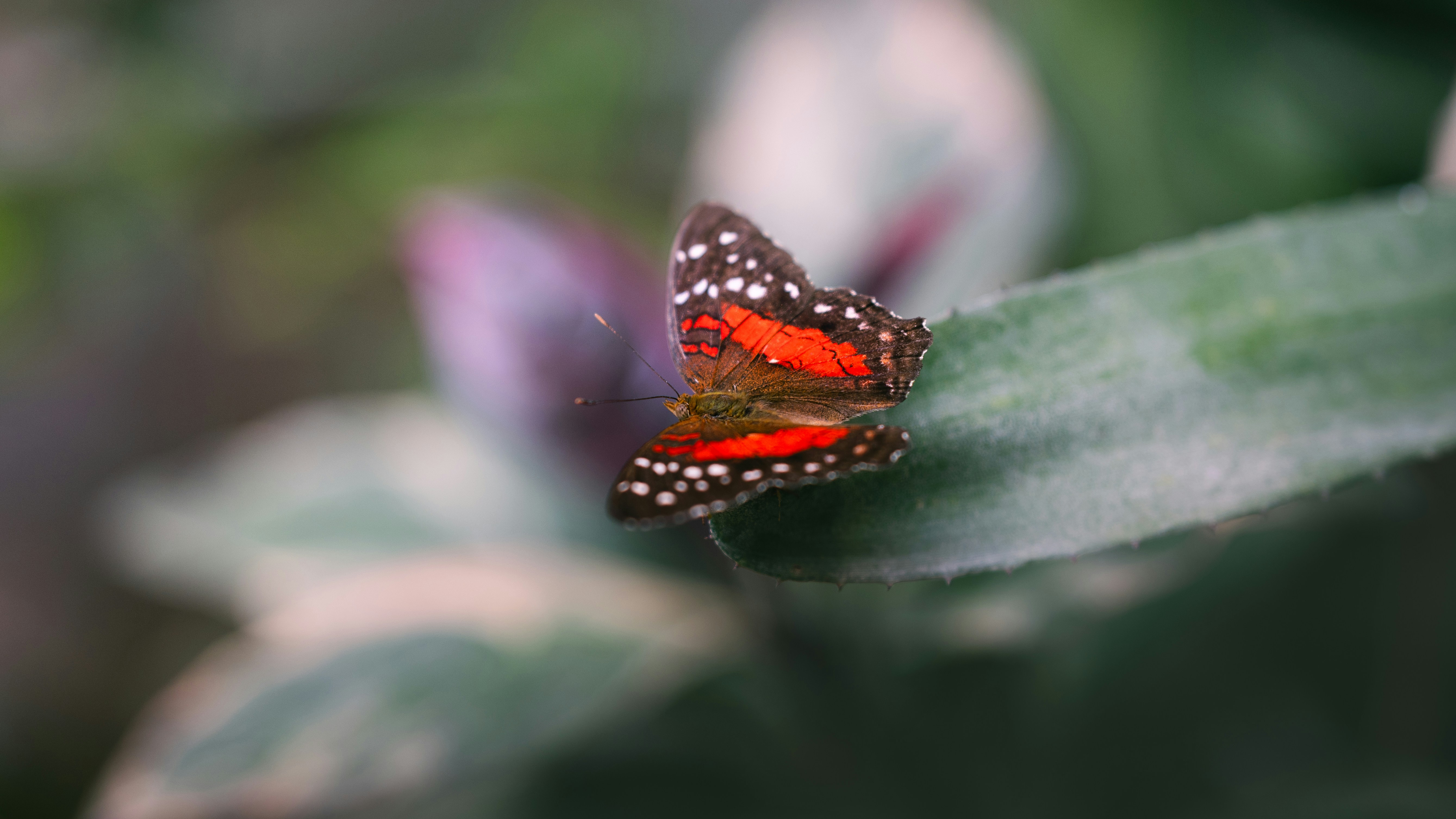 A vibrant butterfly perched delicately on a green leaf, showcasing its striking orange and black wings against a soft, blurred background of foliage.