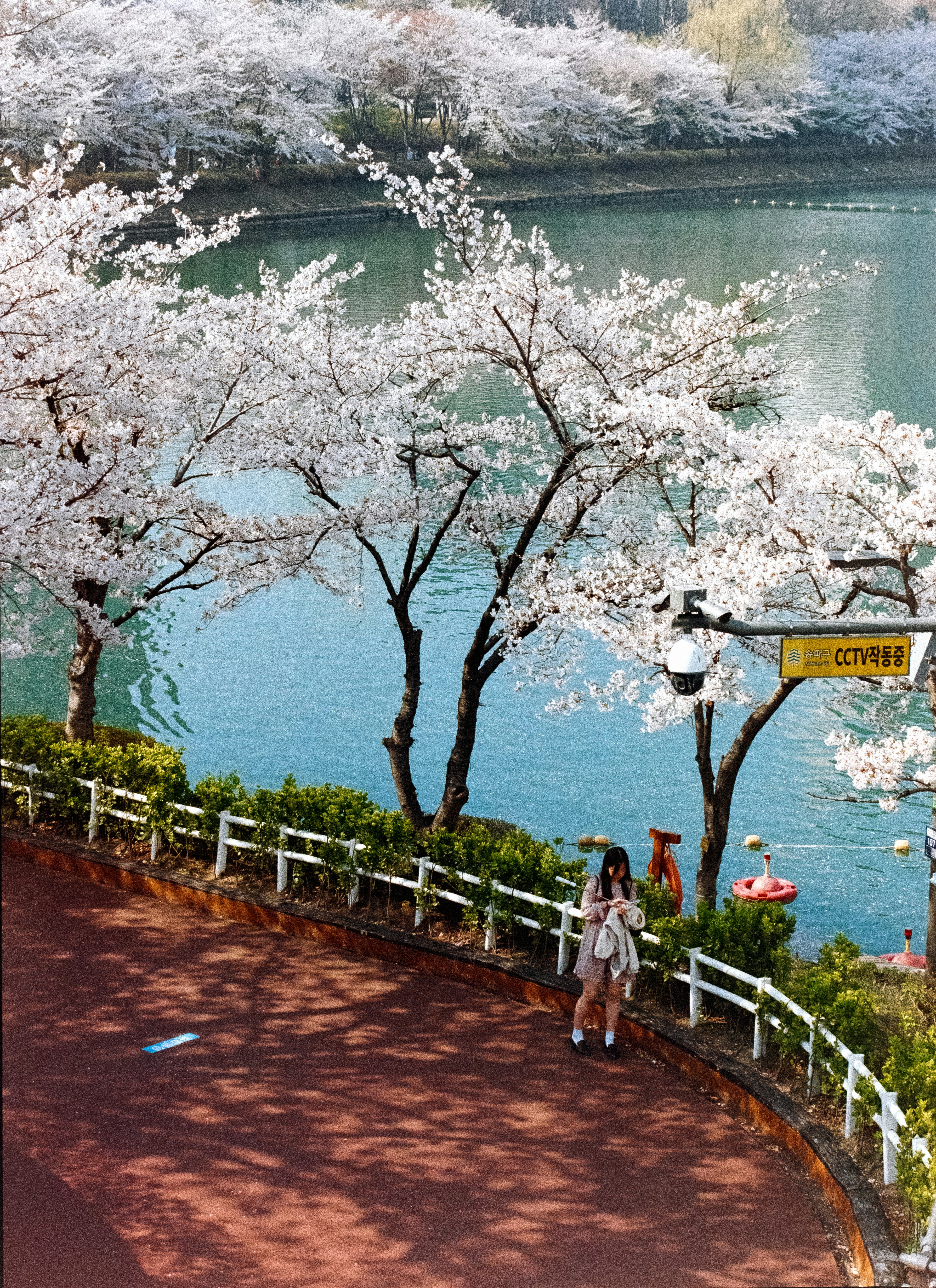 Riverbank Bloom: A Quiet Moment Beneath the Cherry Canopy
