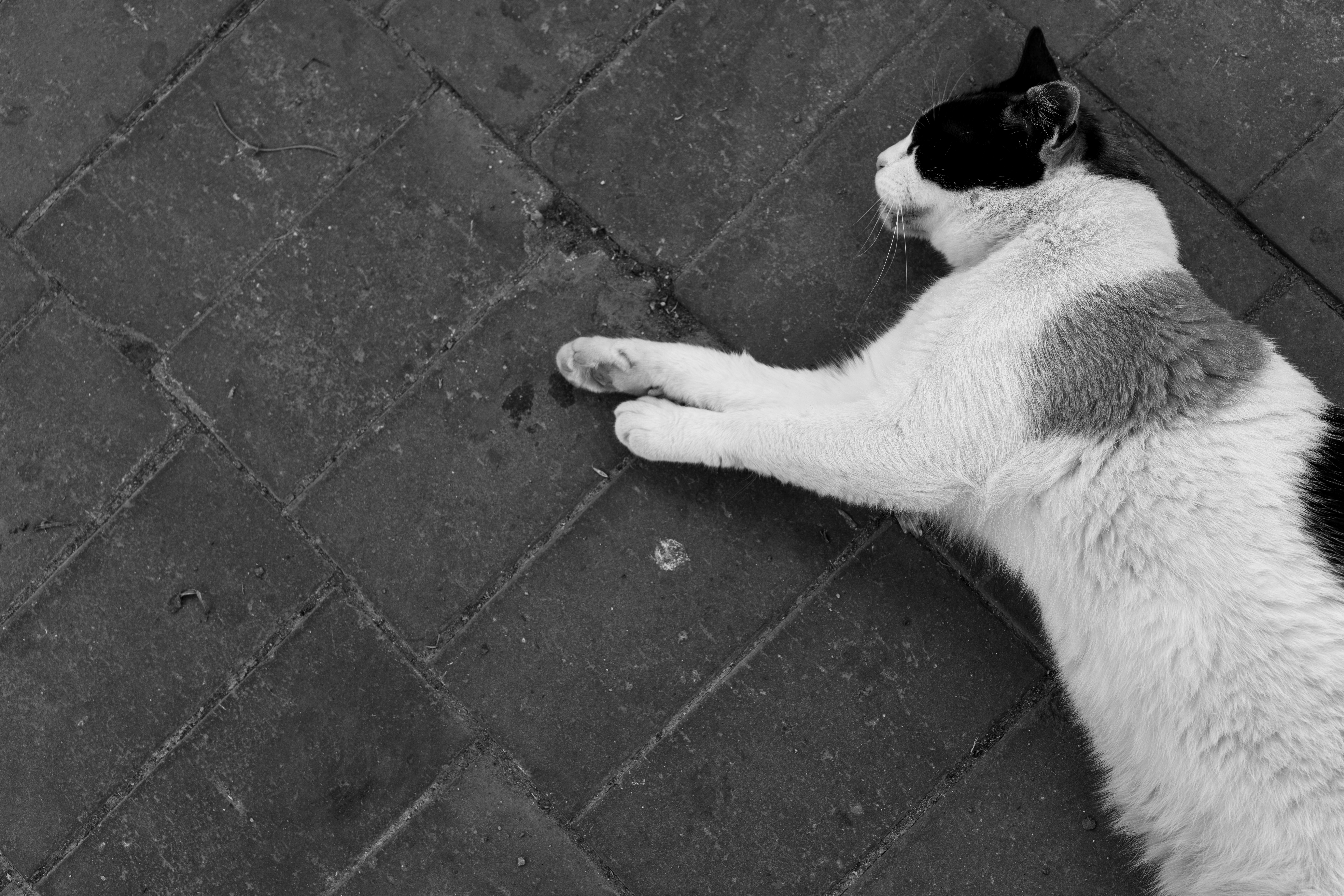 A cat relaxes on a brick surface.