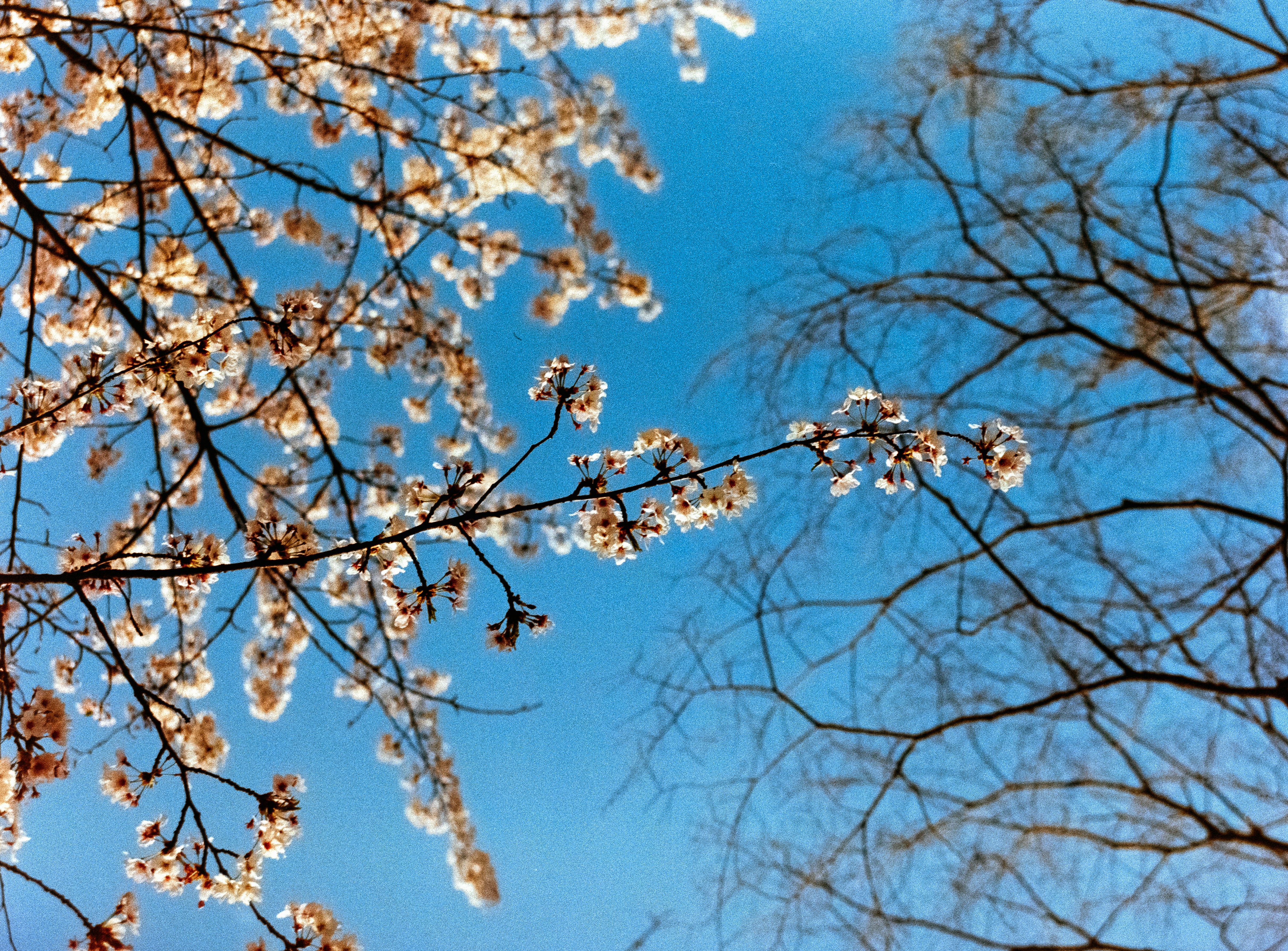 Whispers of Spring: Cherry Blossoms Against a Clear Sky