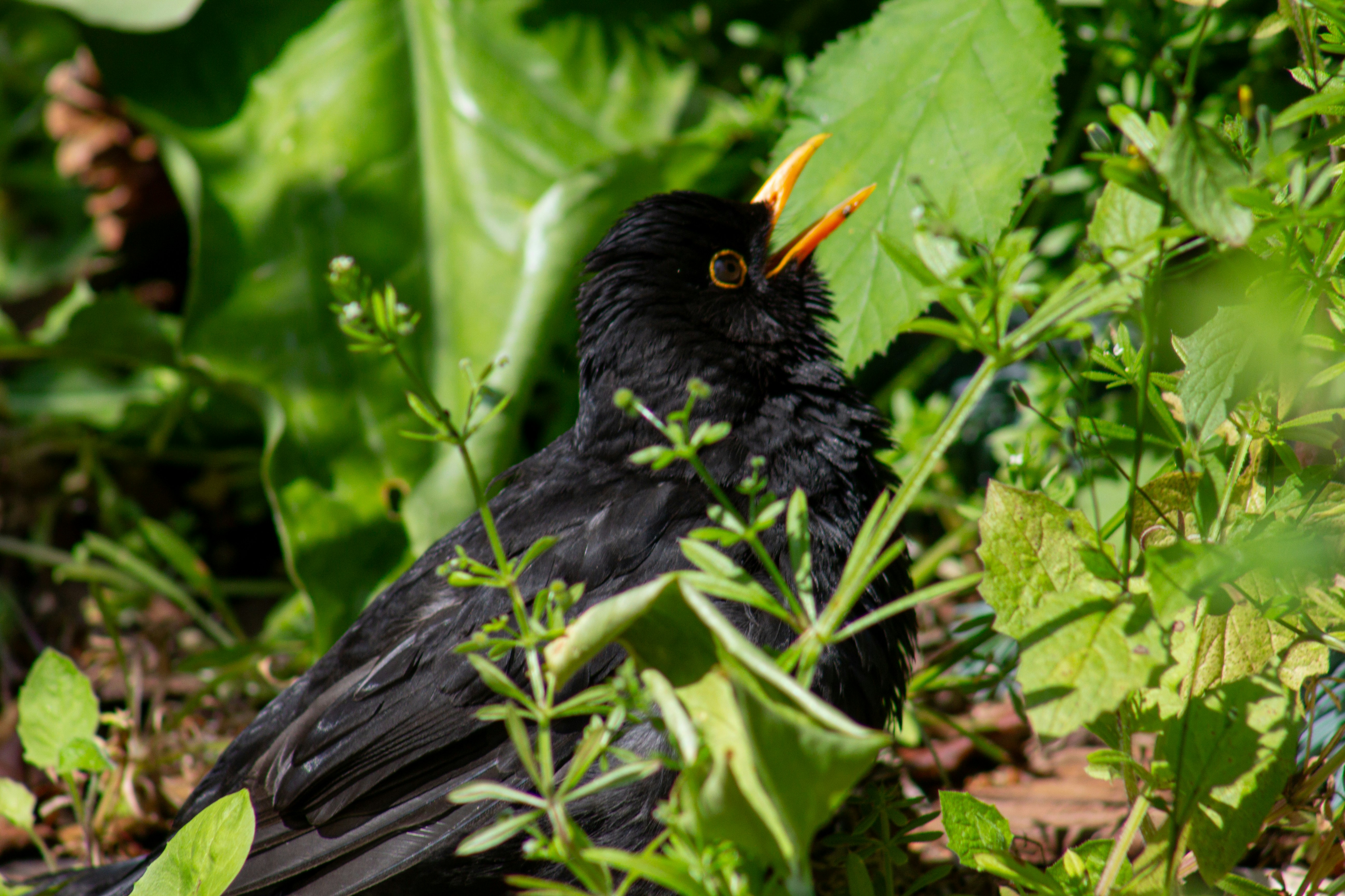 Blackbird in Green Understory: a crow-like silhouette with beak mid-call
