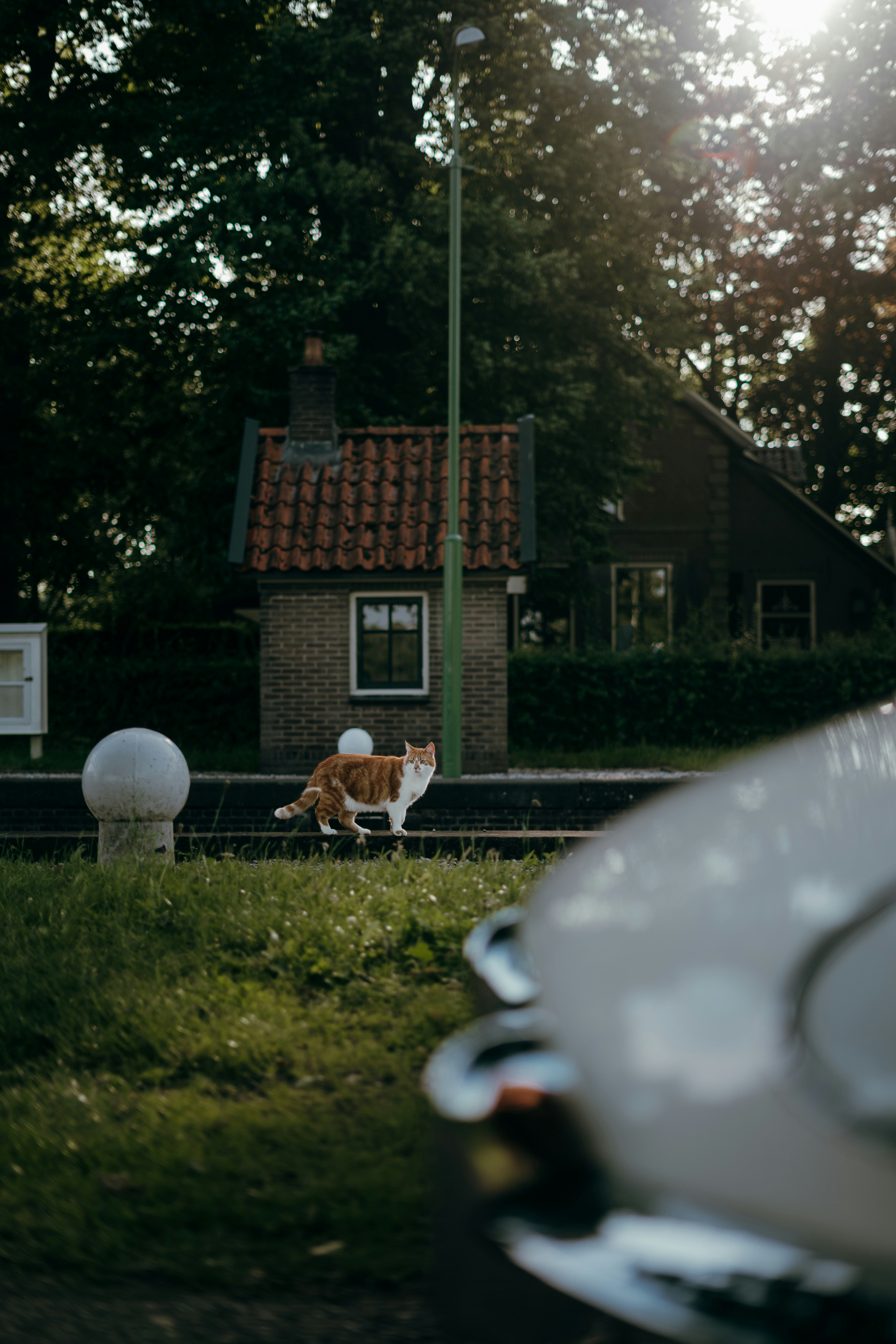 Amber Tabby in a Quiet Park, Framed by a Brick Cottage and a Soft Foreground Blur