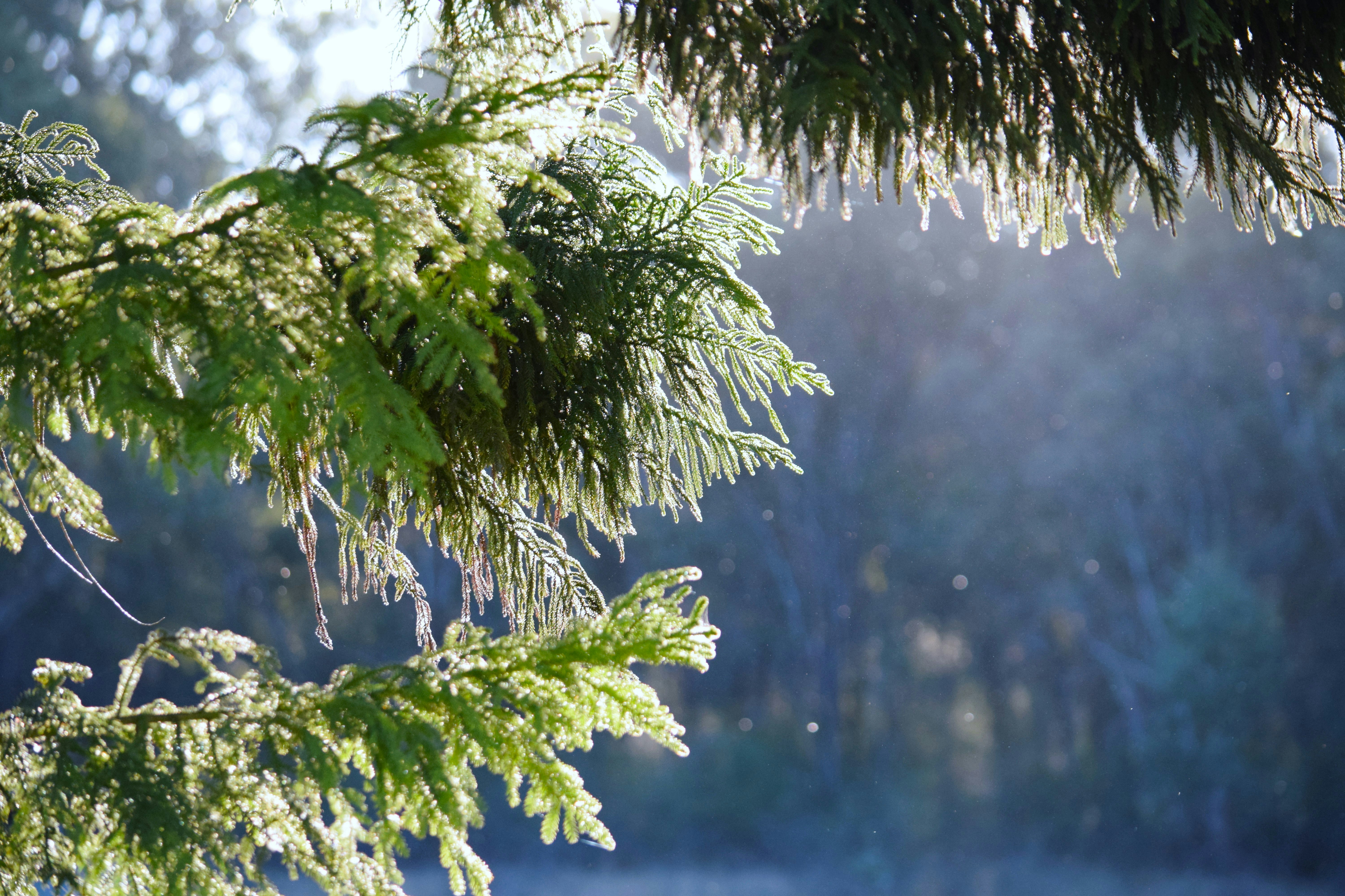 Sunlight shines through evergreen tree branches. photo – Free Wallpaper ...