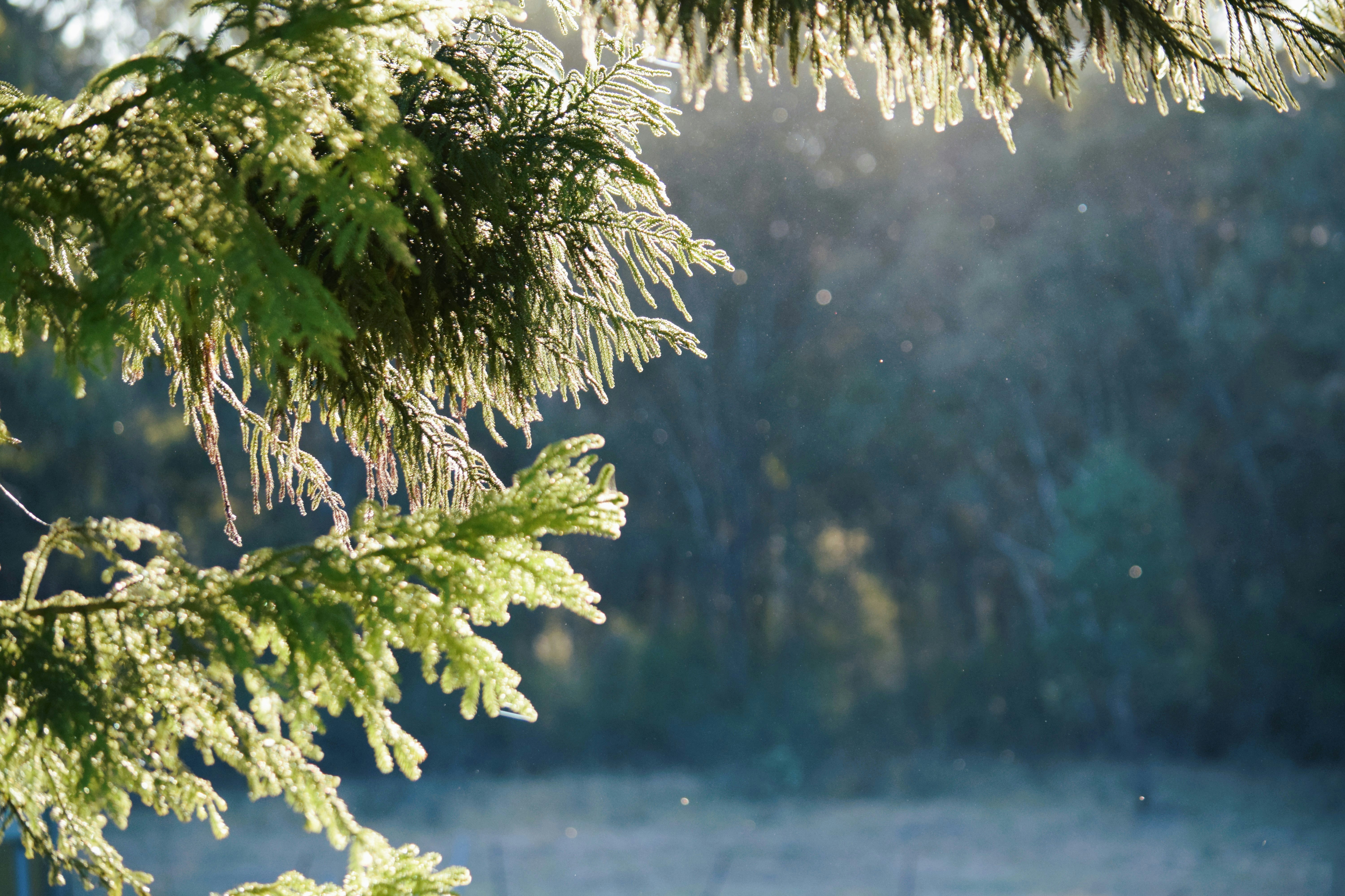 Whispers of Morning Light Through Evergreen Boughs