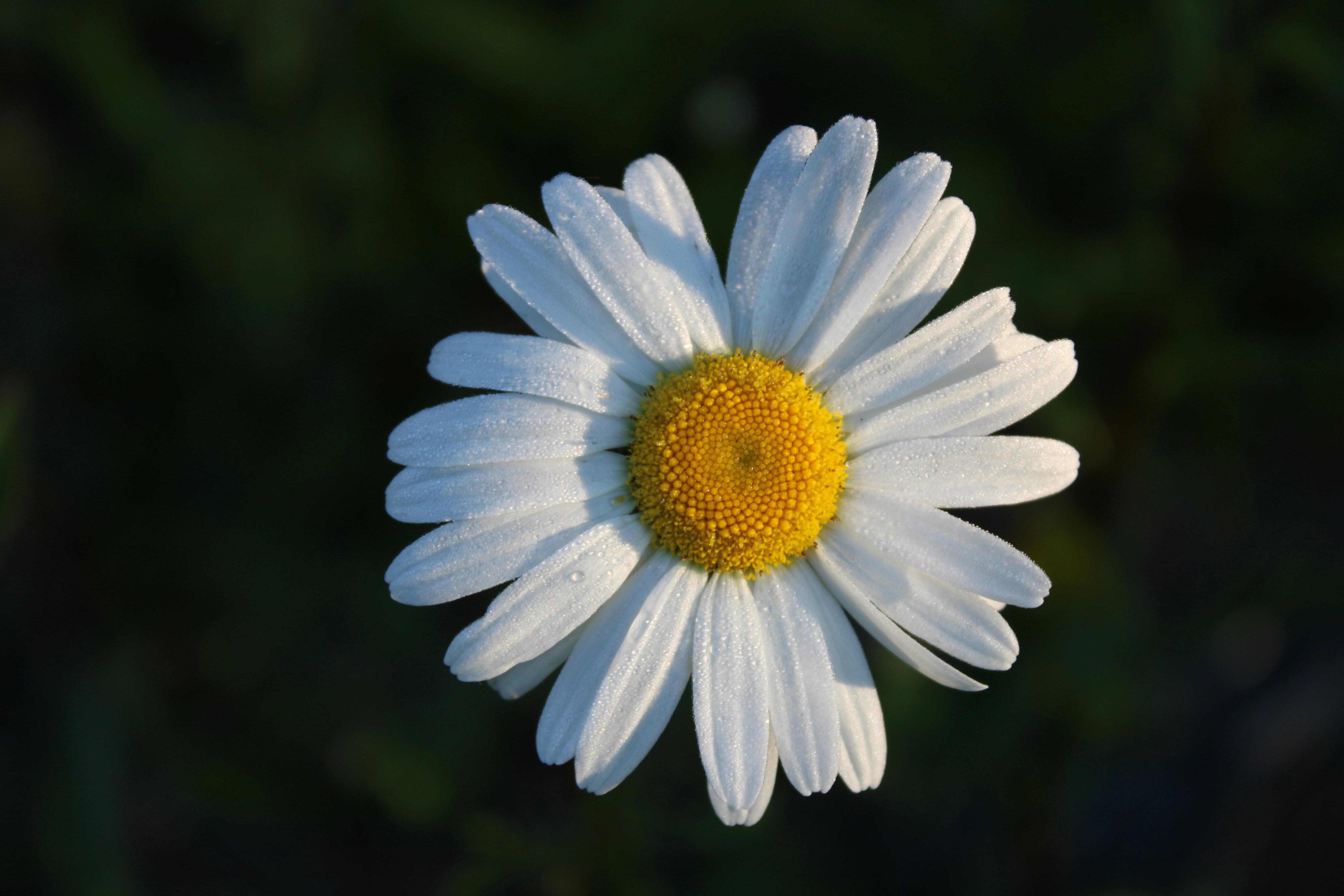 Nature's Simple Elegance: The Daisy's Delight