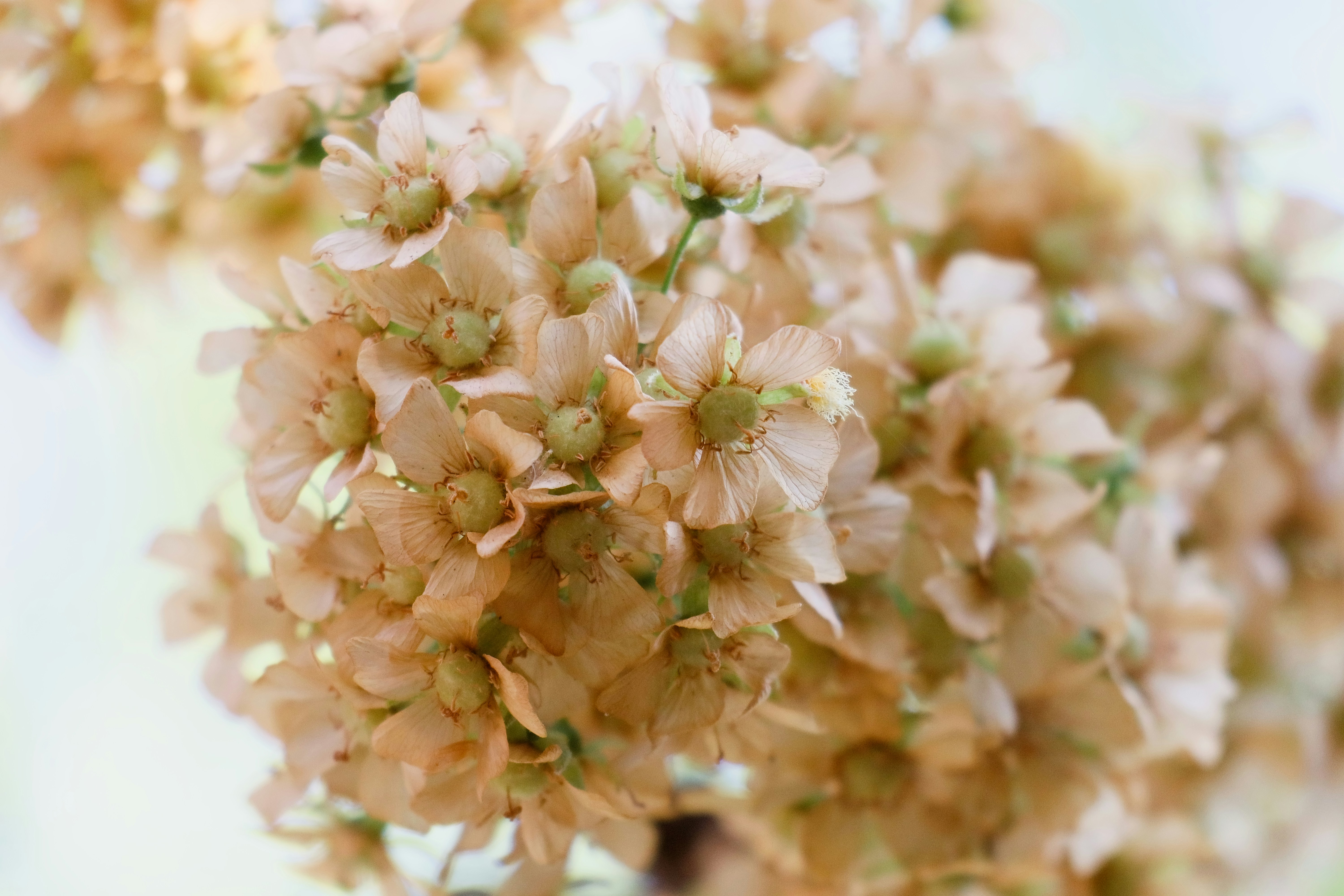 Amber Blur: A Close-Up Study of Dried Peach Blossoms