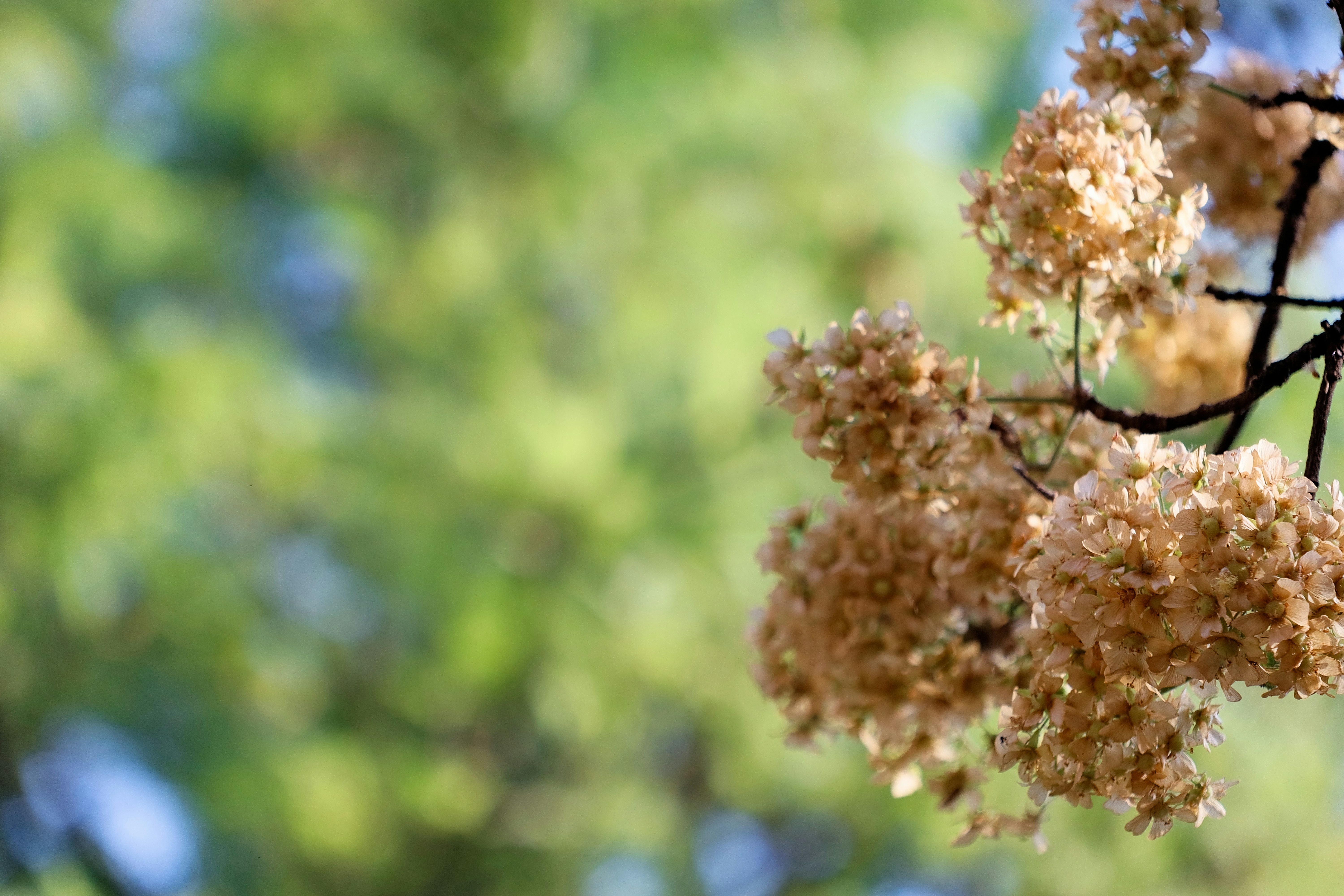Whispers of Spring: A Floral Embrace