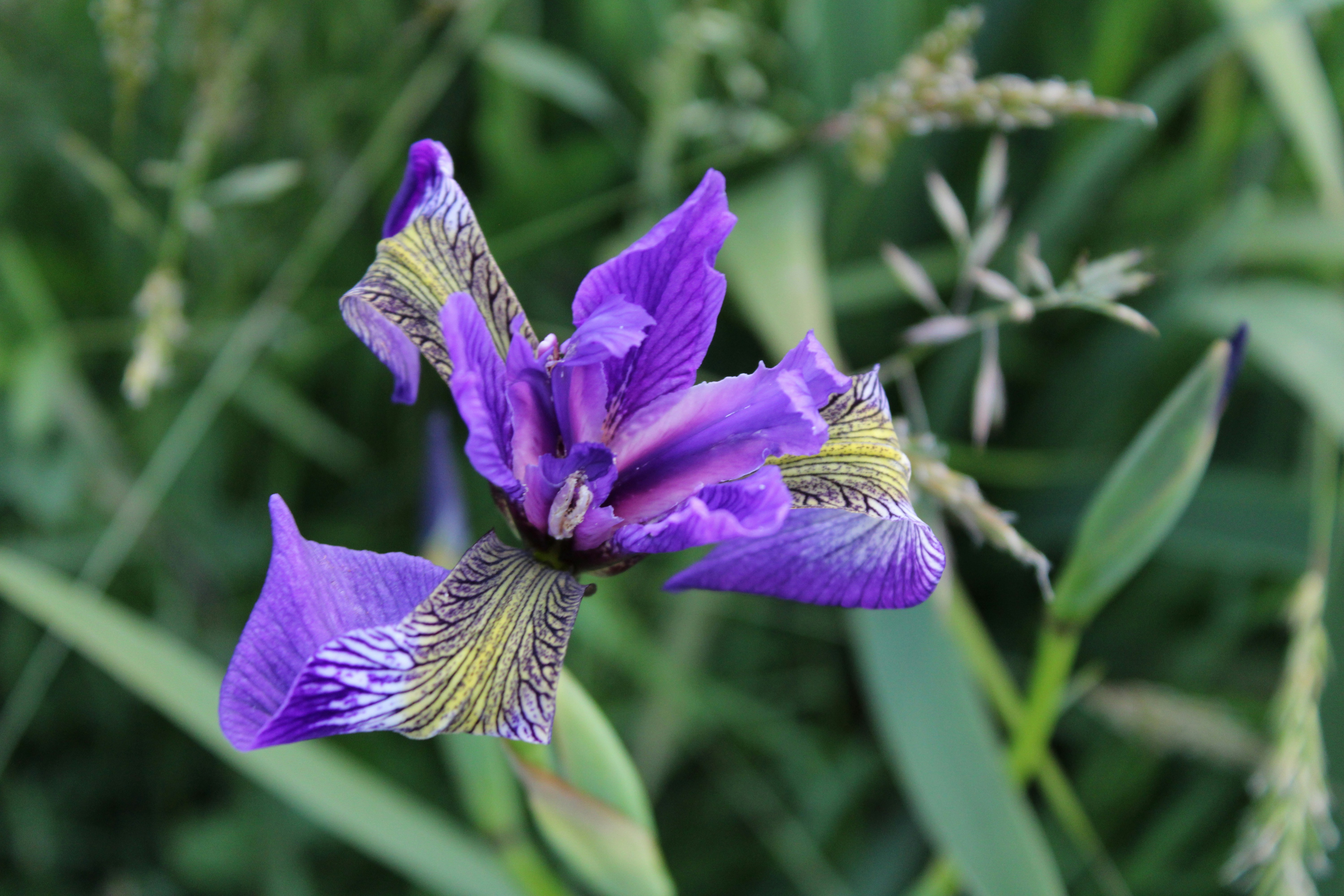 Vibrant purple iris flower unfurling amidst lush green foliage, showcasing intricate petal patterns and textures.