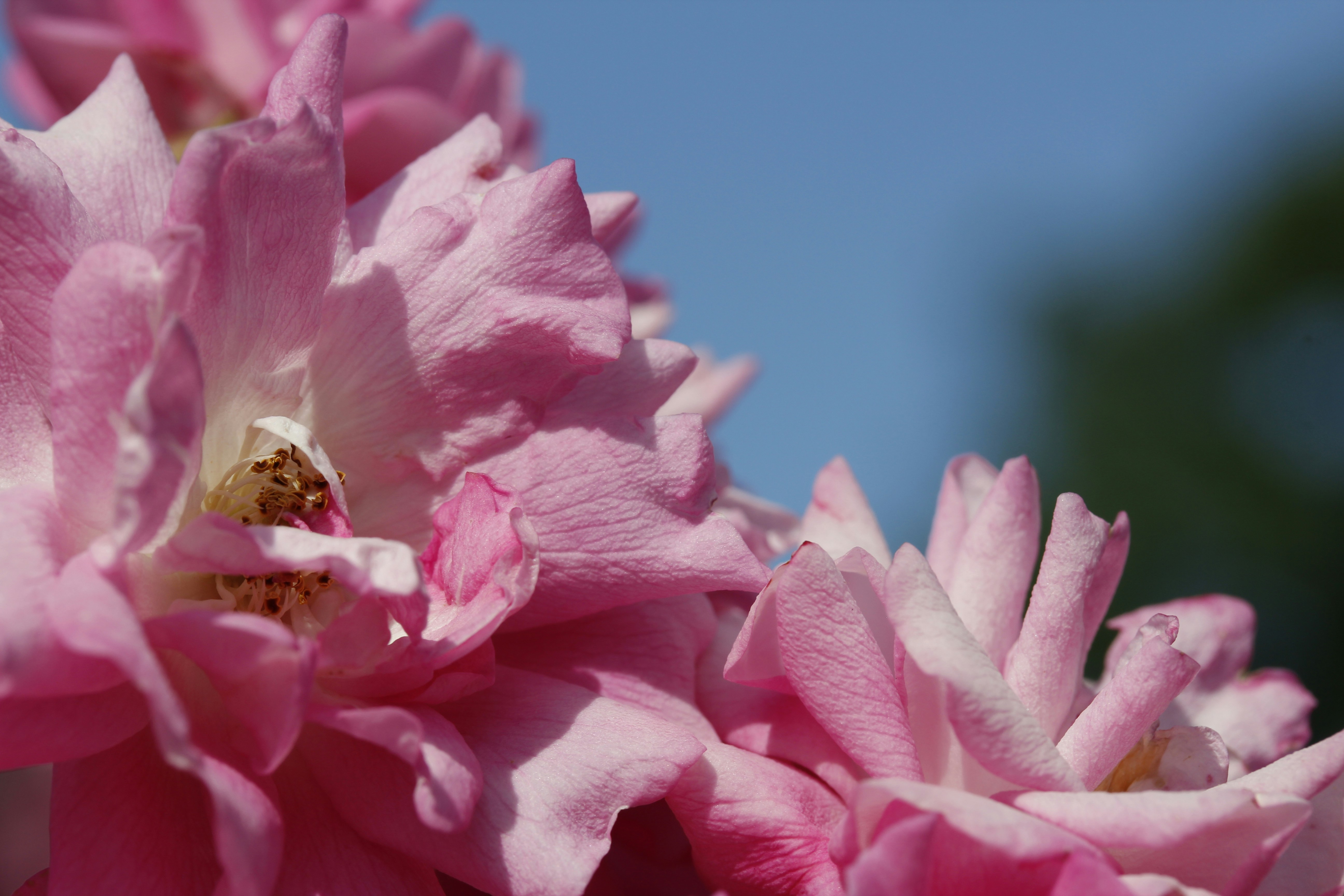 Rosedawn Bloom: Close-Up of Pink Petals Against a Clear Blue Sky