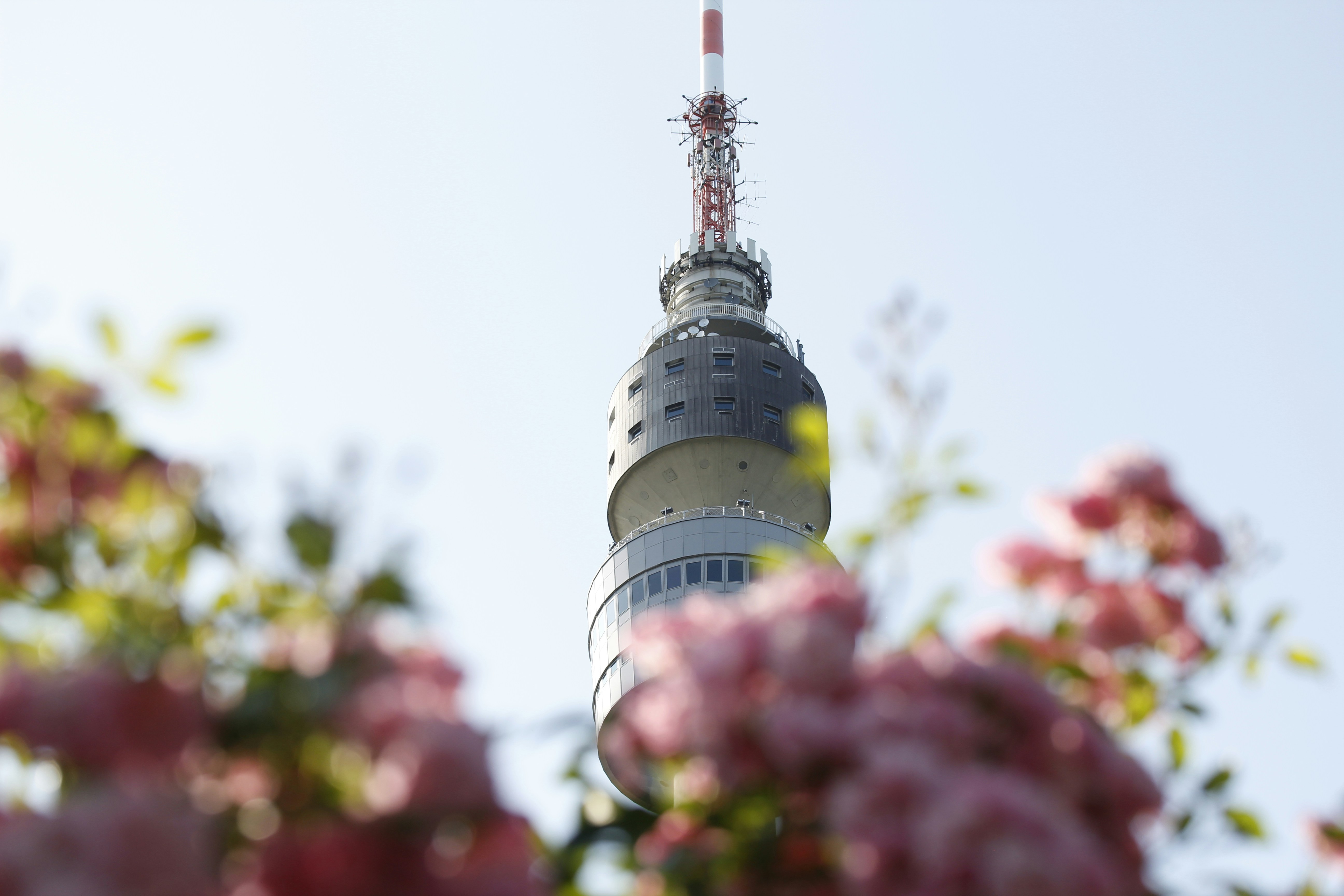 Telecommunications tower rising above blooming pink flowers, showcasing a blend of nature and technology.