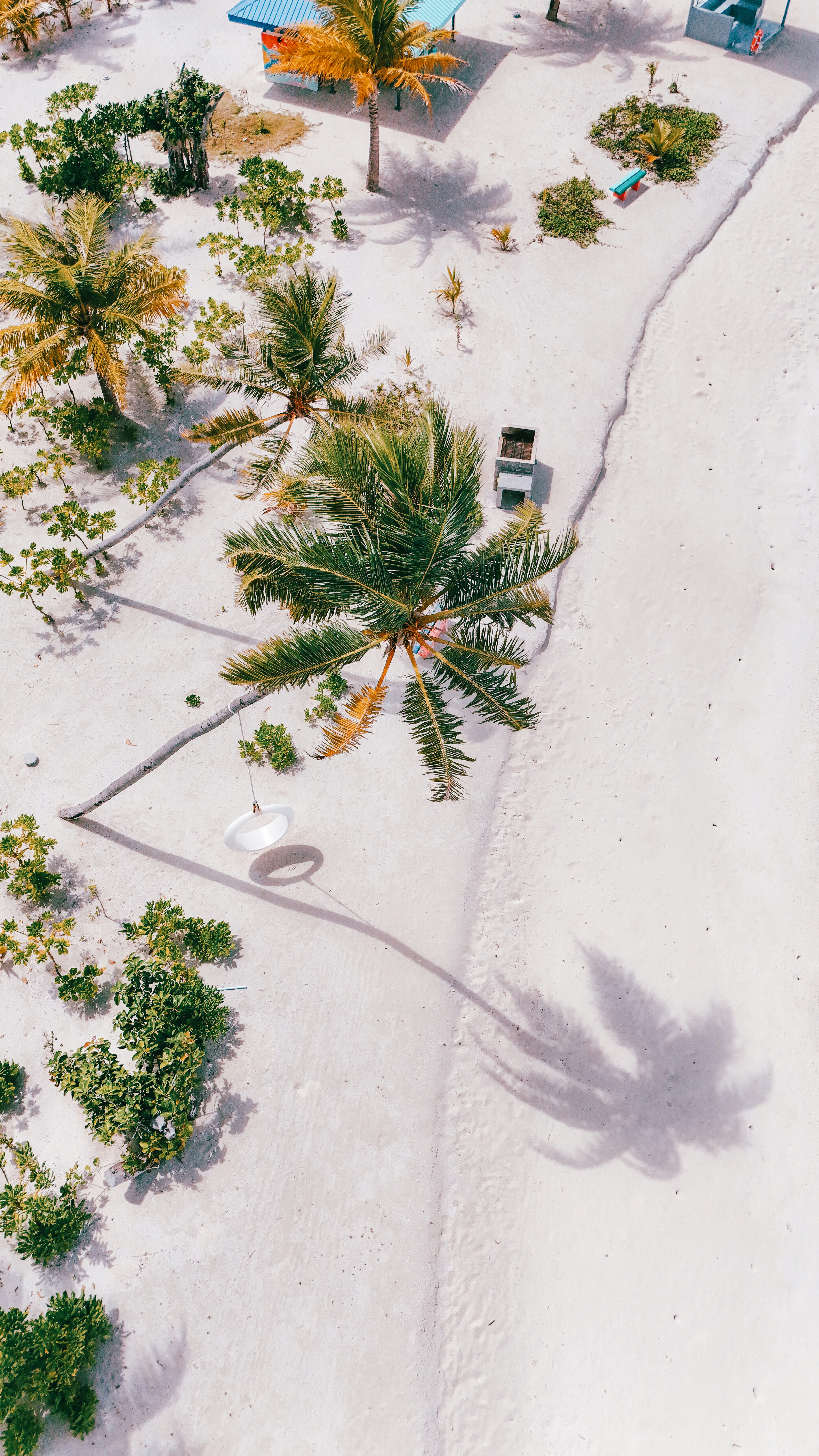 Palm trees cast shadows on a sandy beach.