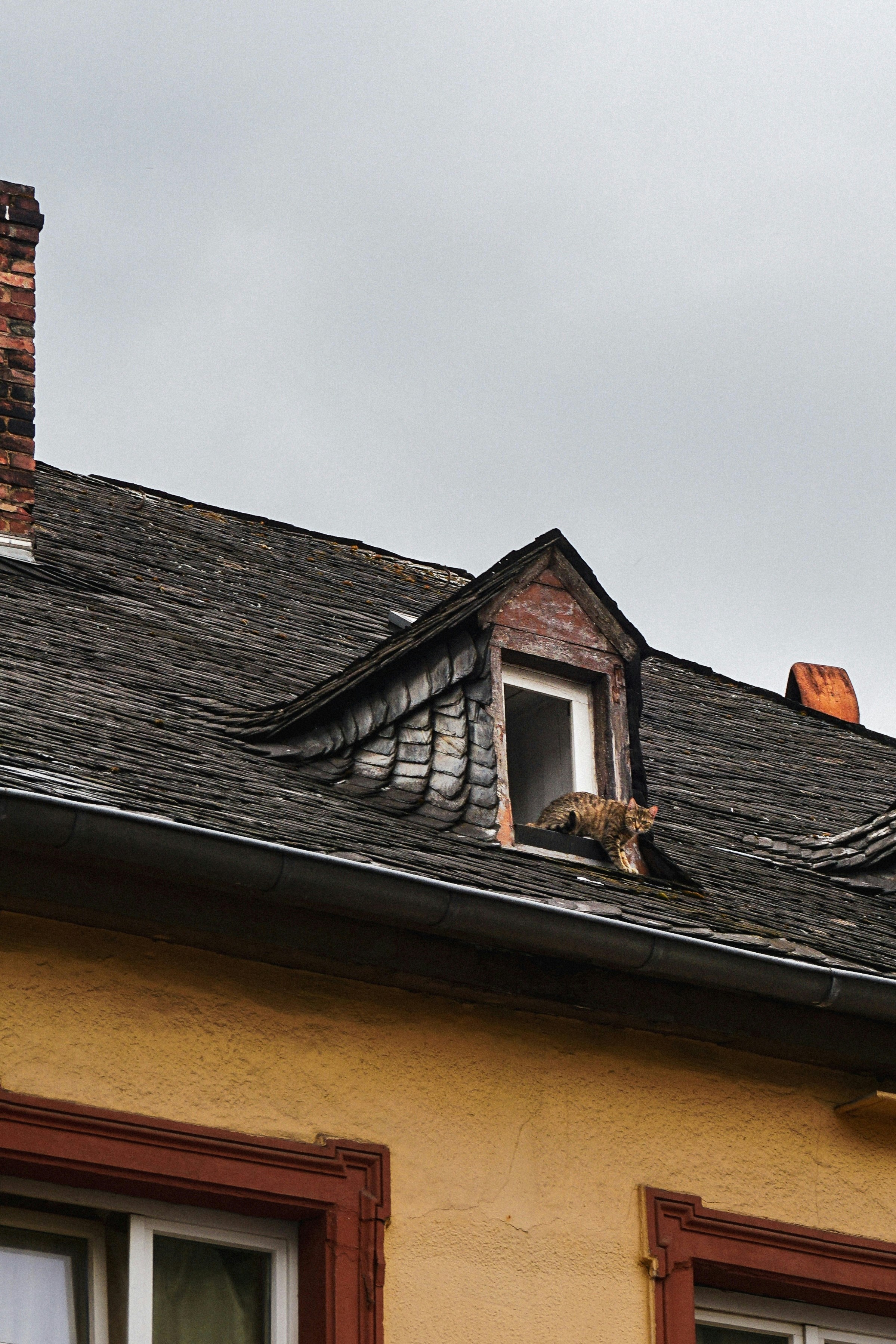 A cat perched on a rooftop near an open window, showcasing its curiosity against a backdrop of overcast skies.