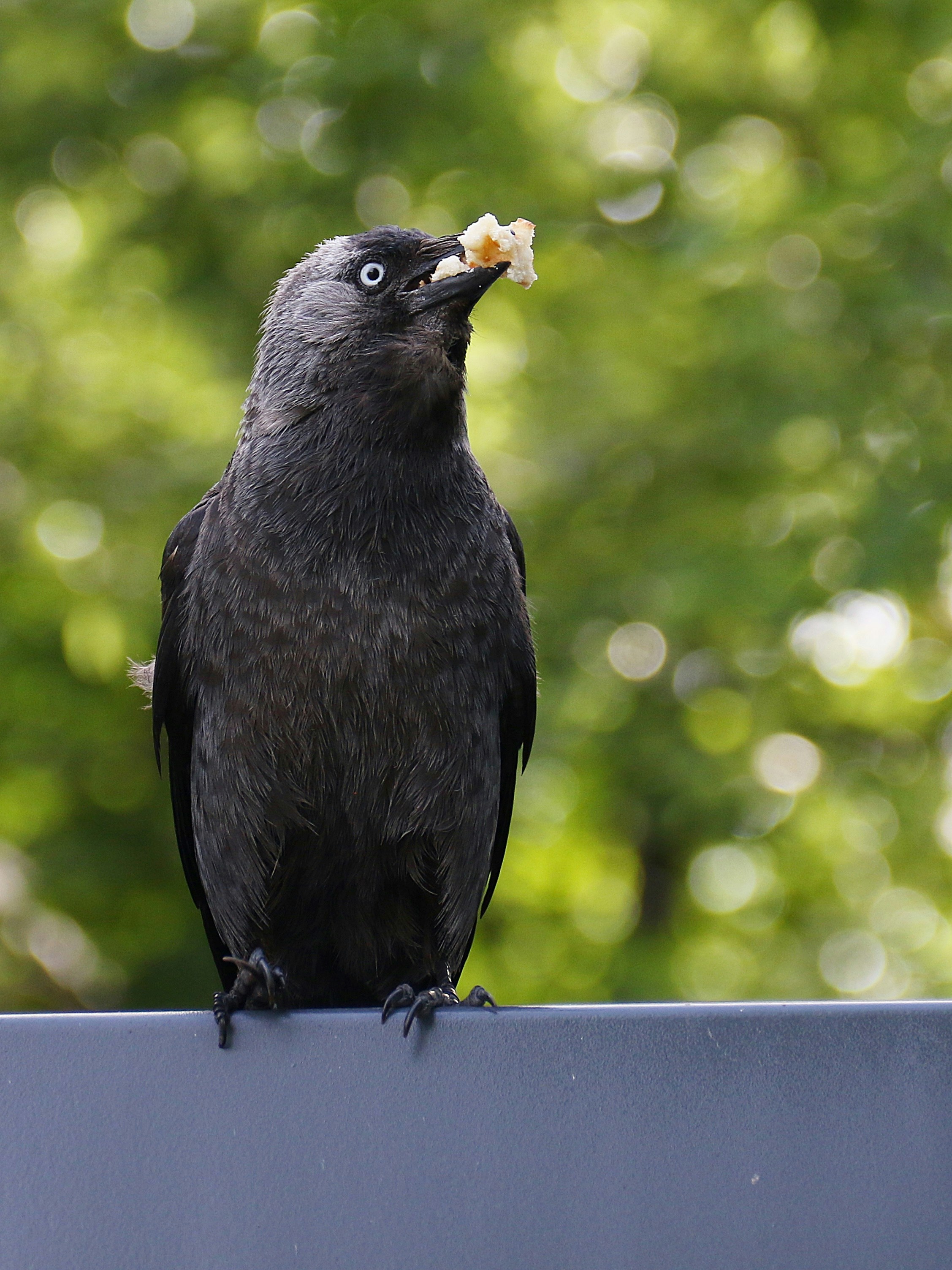 The Watchful Forager