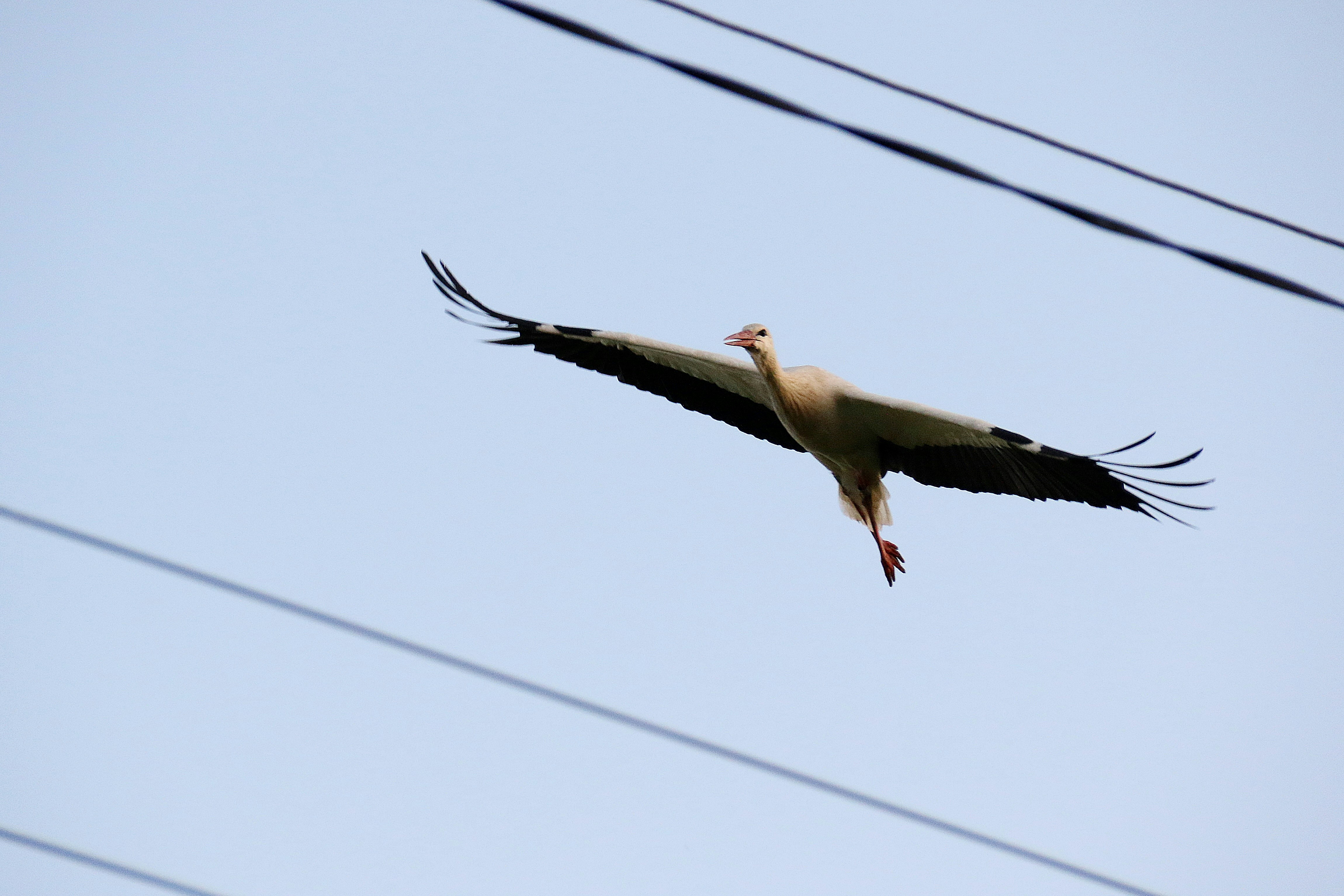 Graceful Flight Amidst Urban Lines
