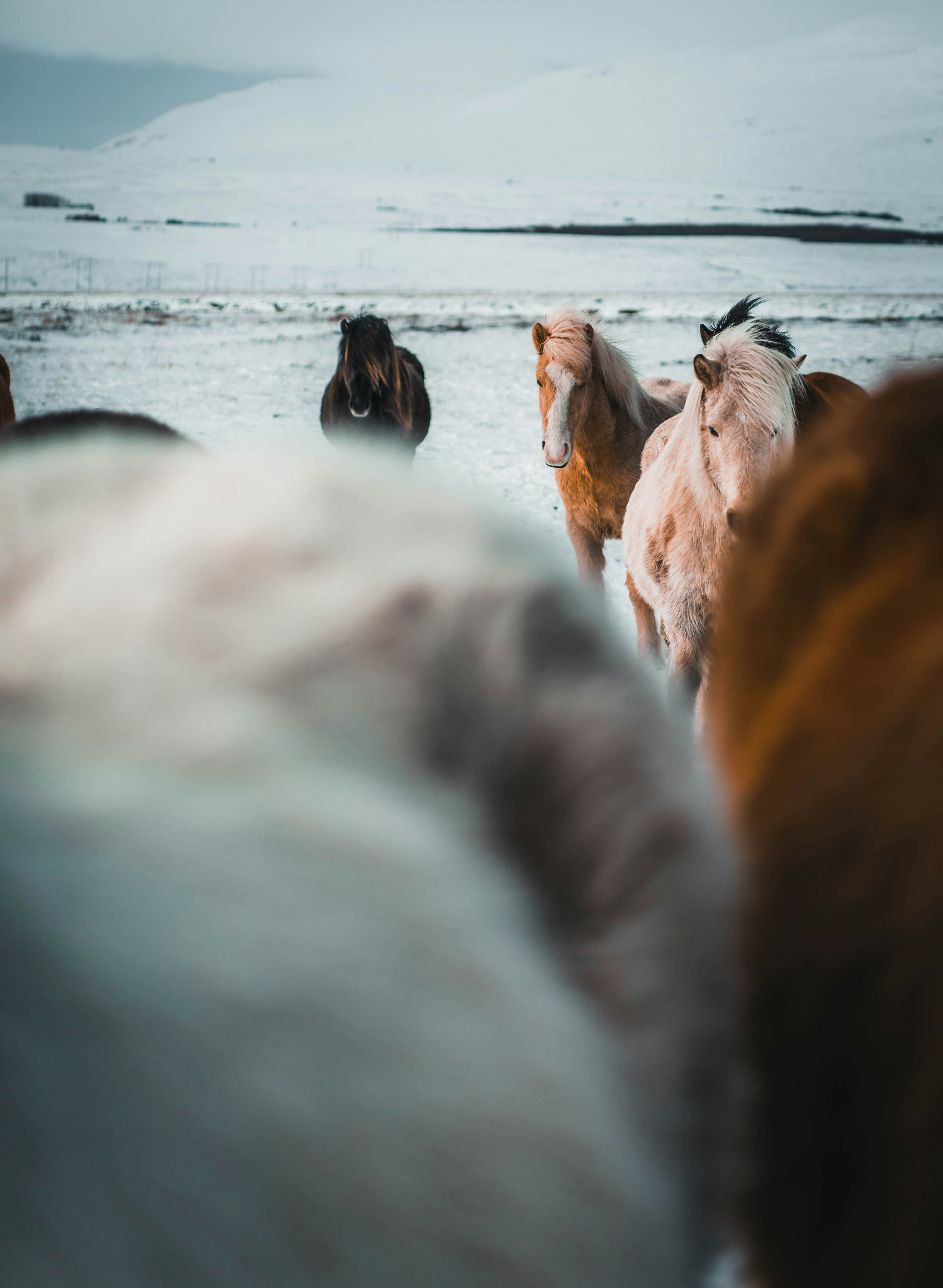 Arctic Stare: A Chestnut Horse Emerges in Soft Snow