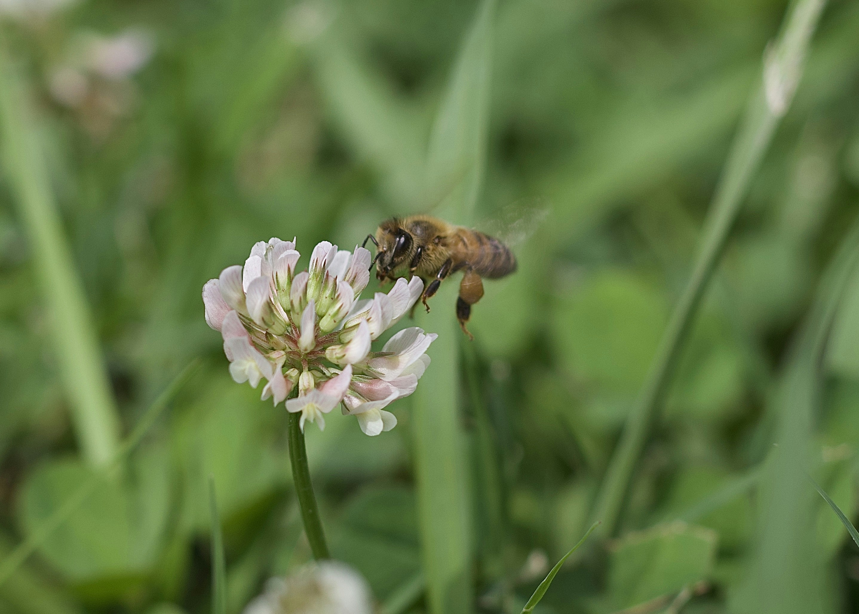 Honeybee hovering near a delicate clover flower, showcasing the intricate relationship between pollinators and plants.