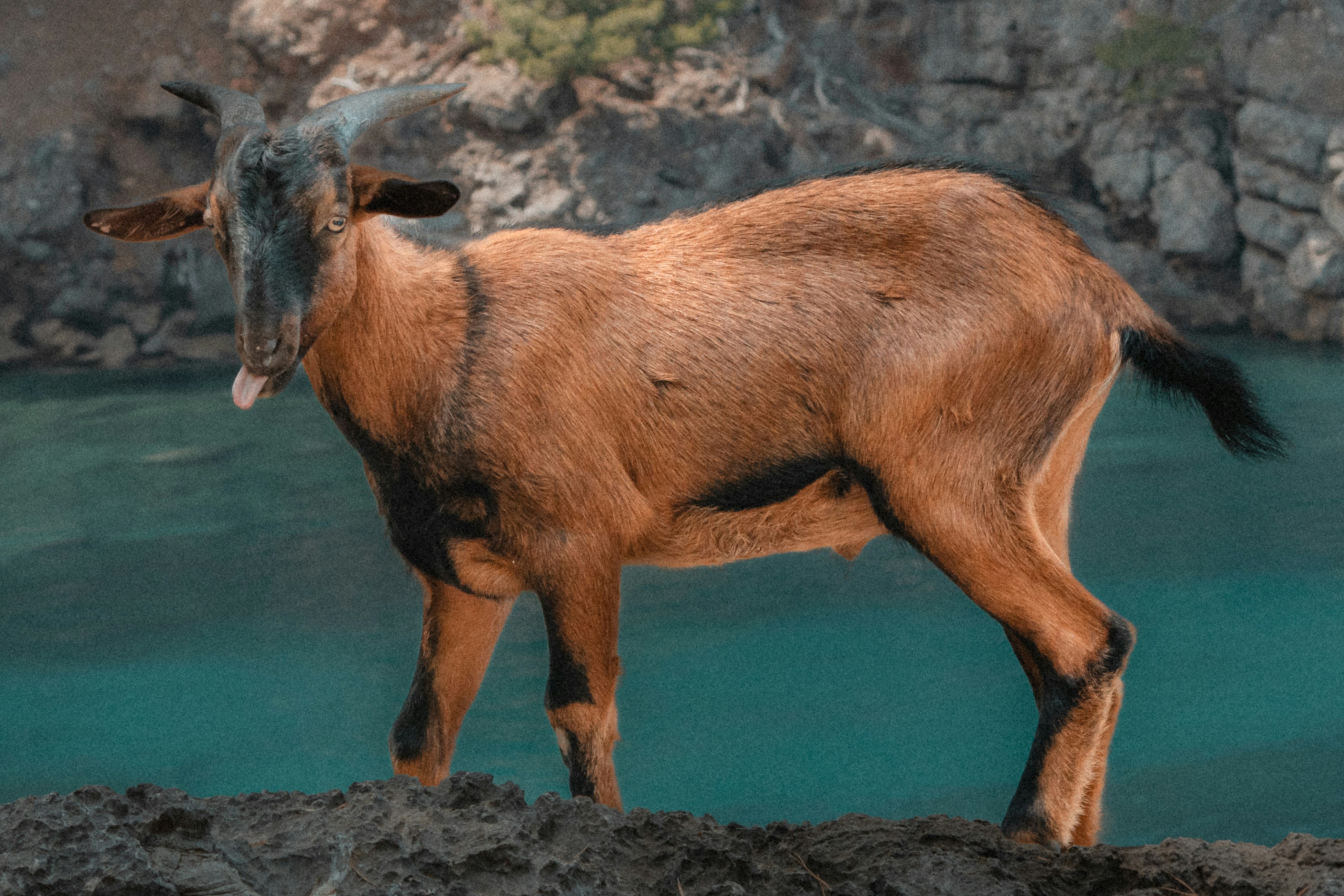 A goat stands gracefully beside the water.