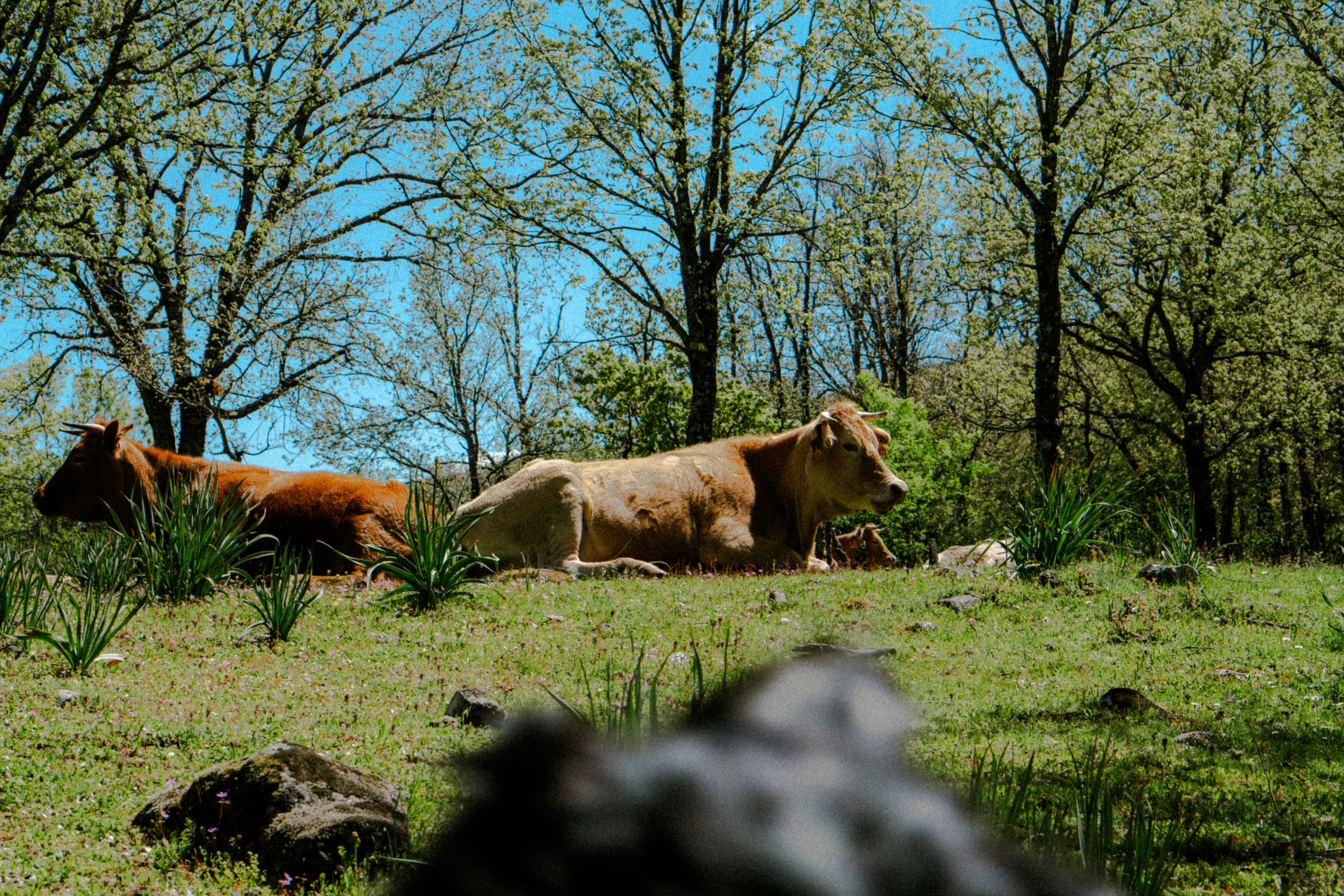 Pasture Snug: Two Cattle Rest Under Leafy Spring Canopy
