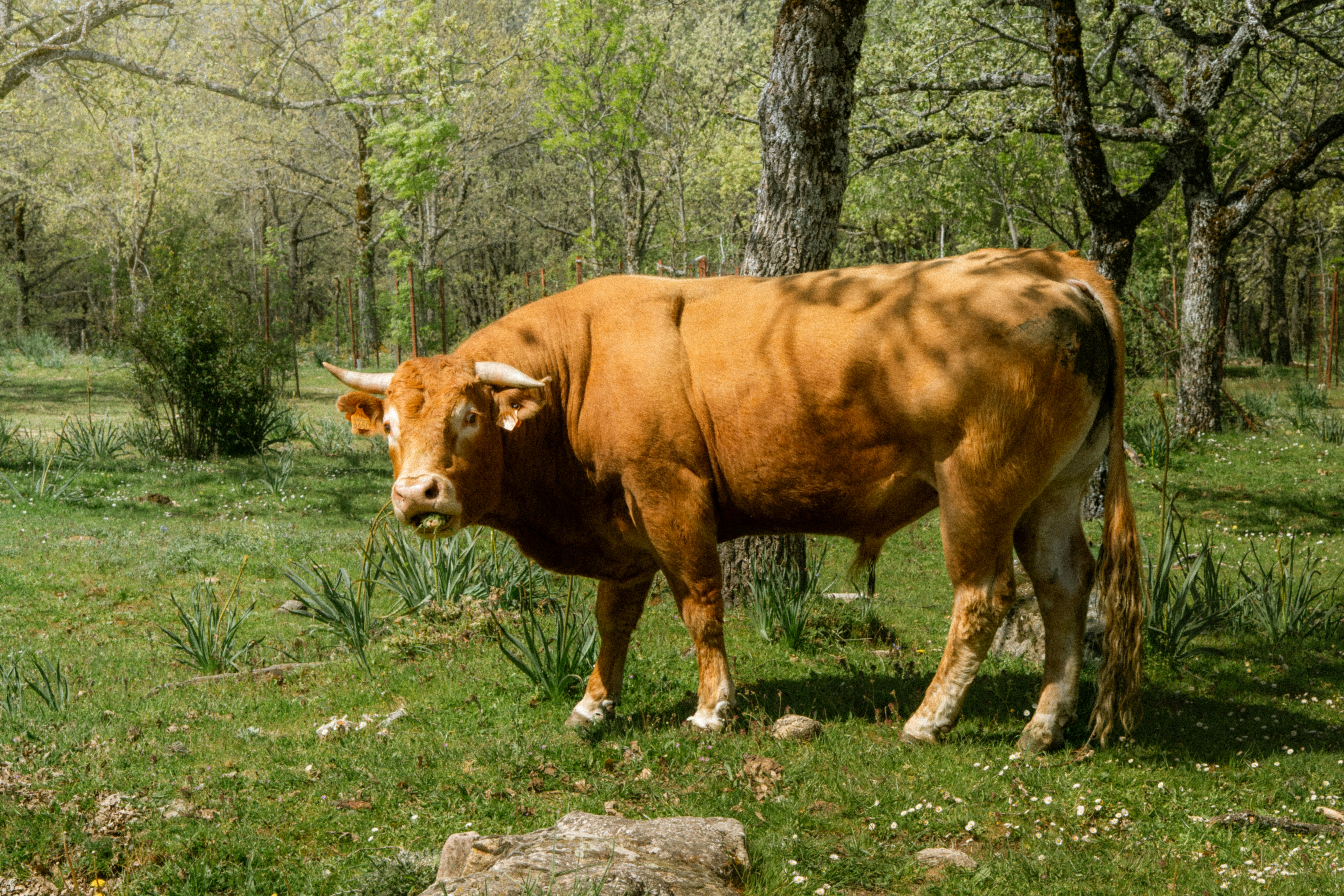 A brown bull stands in a green meadow. photo – Free Hiking Image on ...