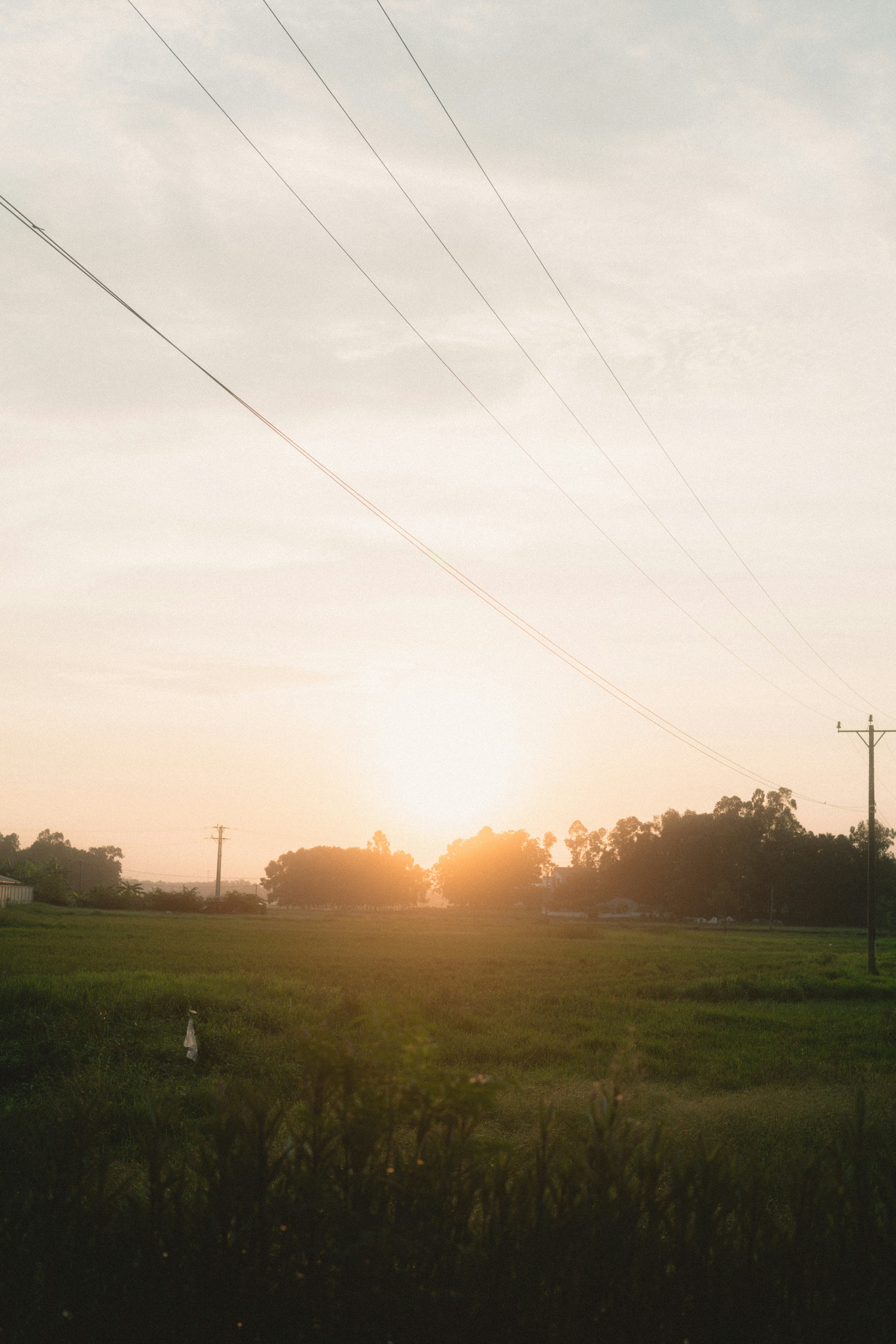 Golden sunrise illuminating expansive green fields, framed by distant trees and utility poles.