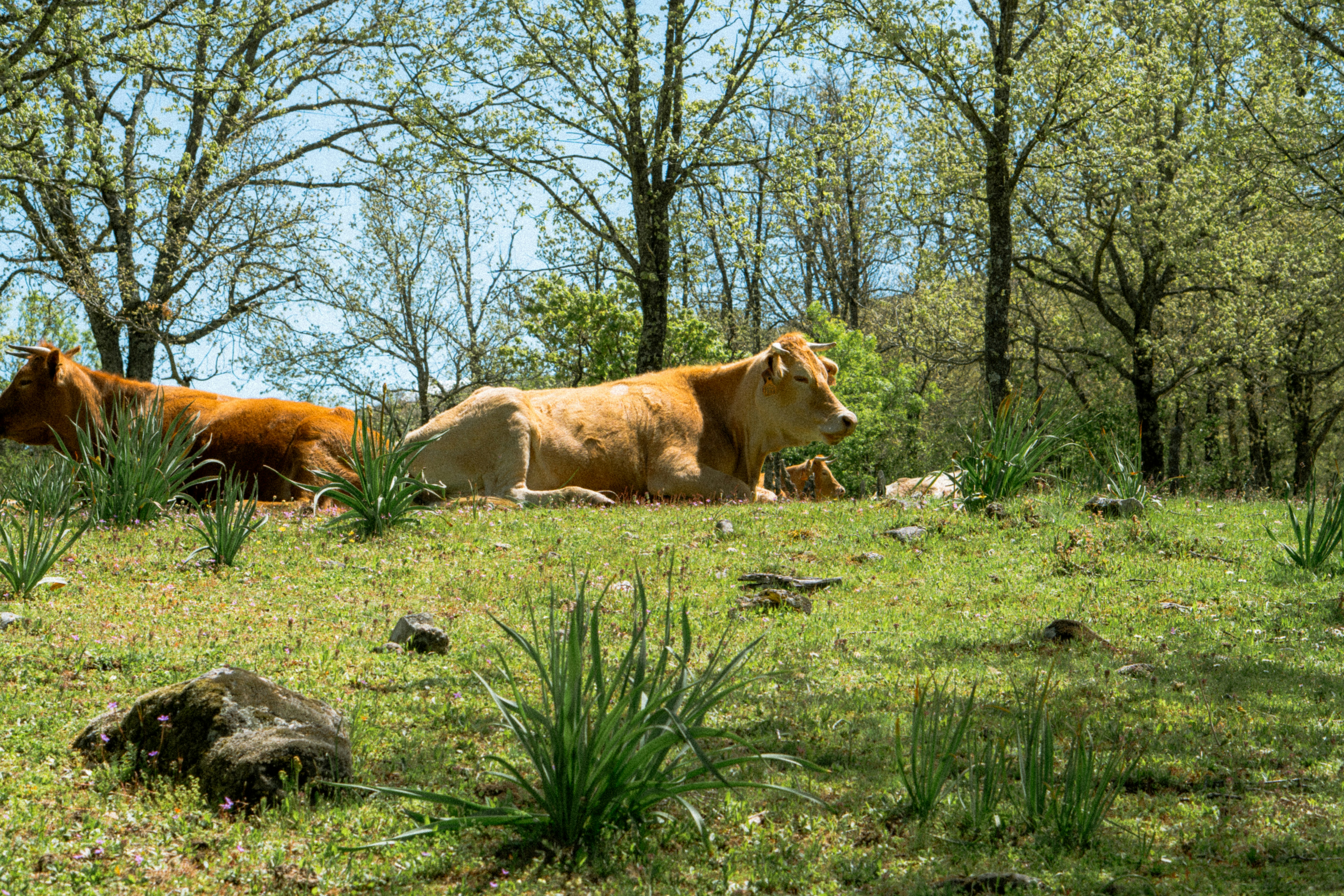 Serene Pastures: A Moment of Tranquility