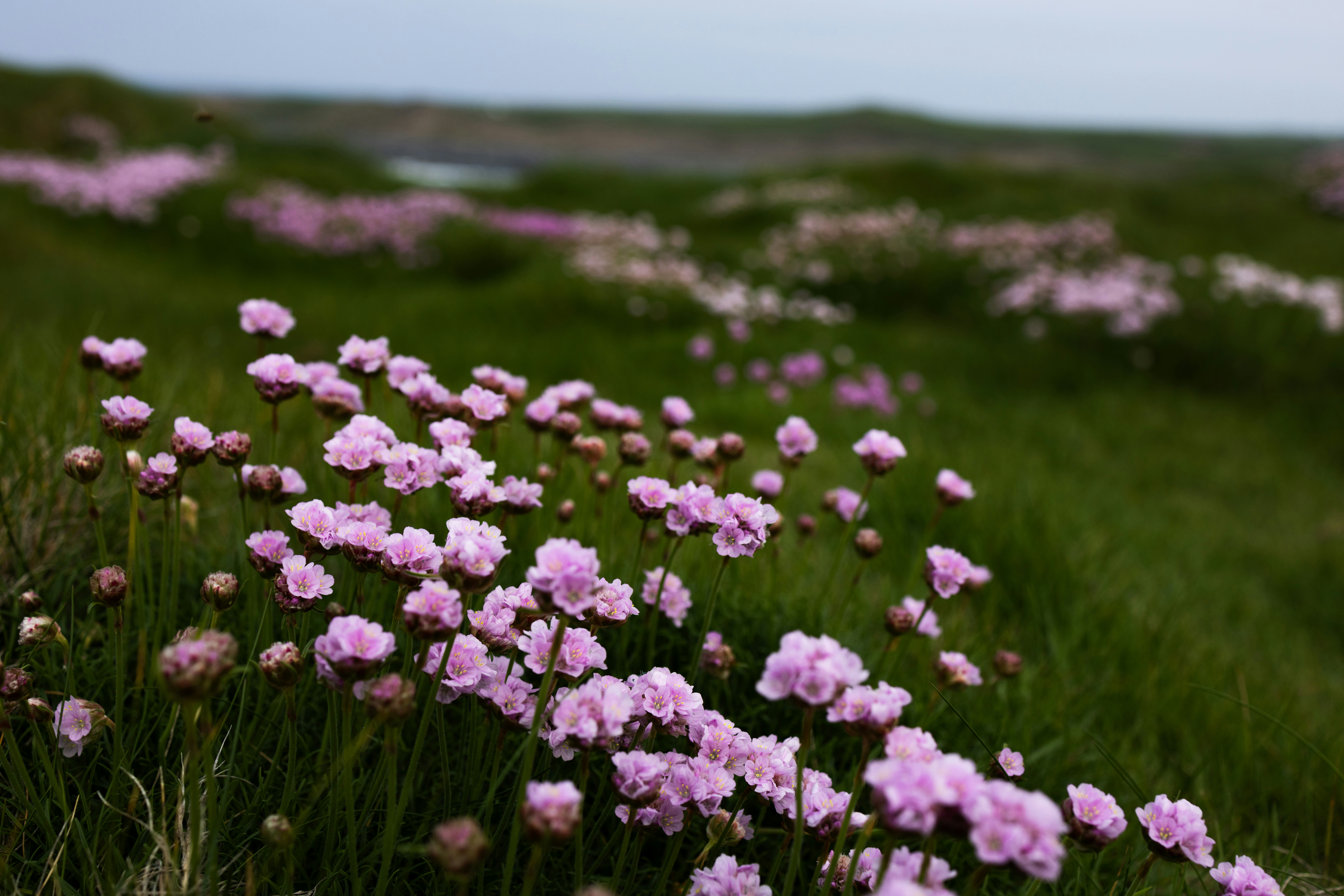Pastel Pink Blooms at the Edge of a Wind-Swept Coastal Meadow