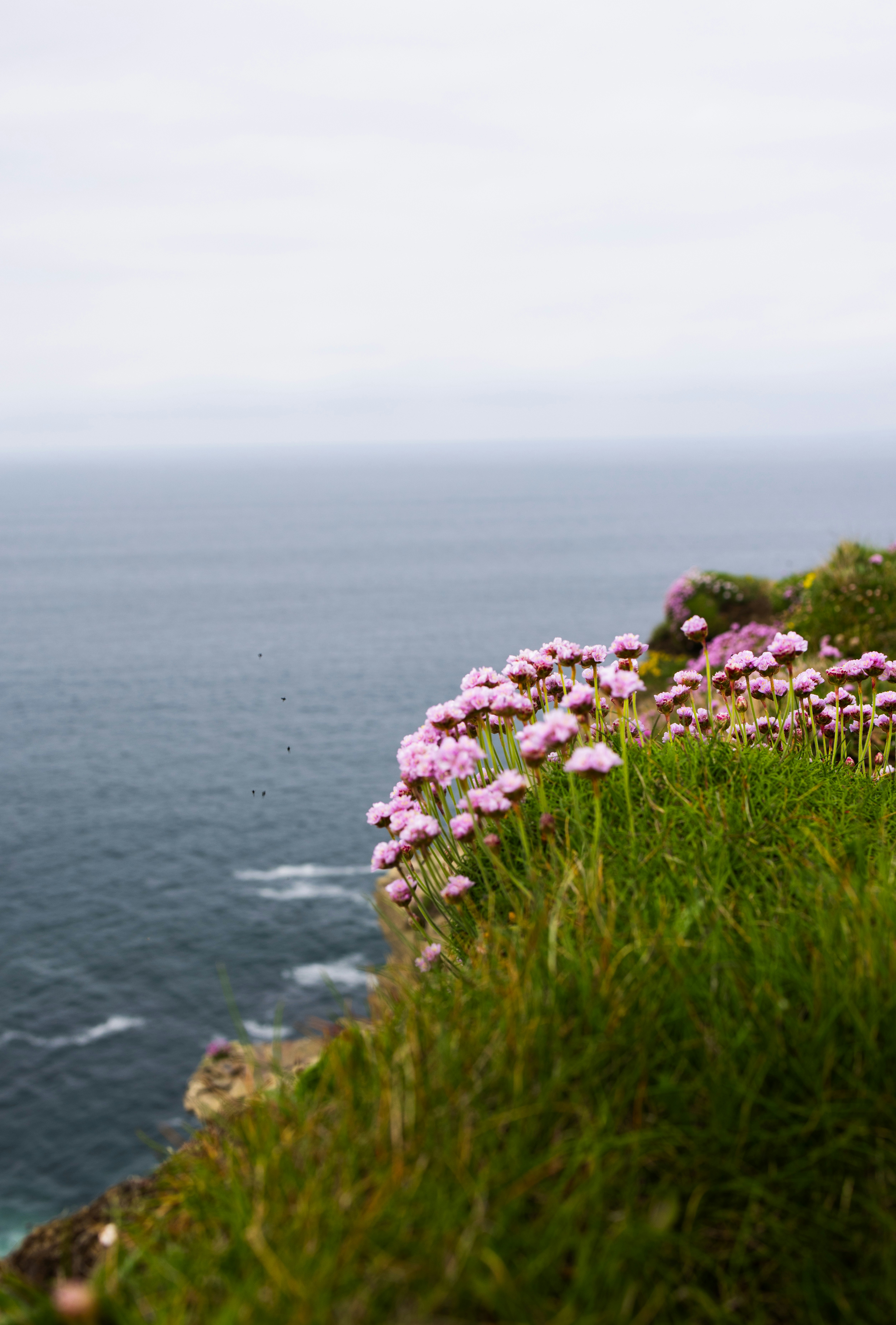 Sea-Thrift at the Cliff's Edge: Pink Bloom Against the Atlantic Expanse