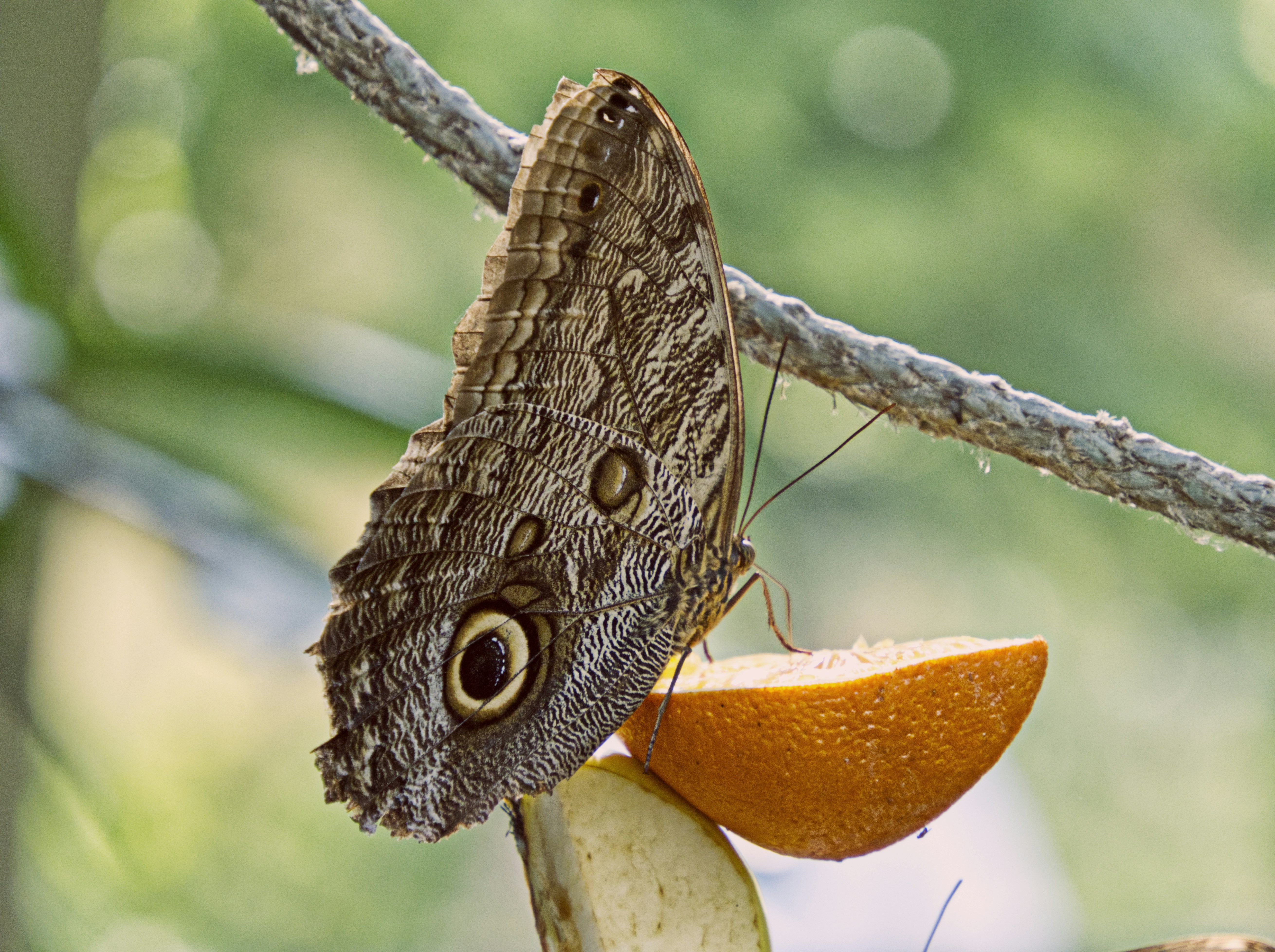 Owl-Eyed Butterfly on a Citrus Slice: A Quiet Macro Moment