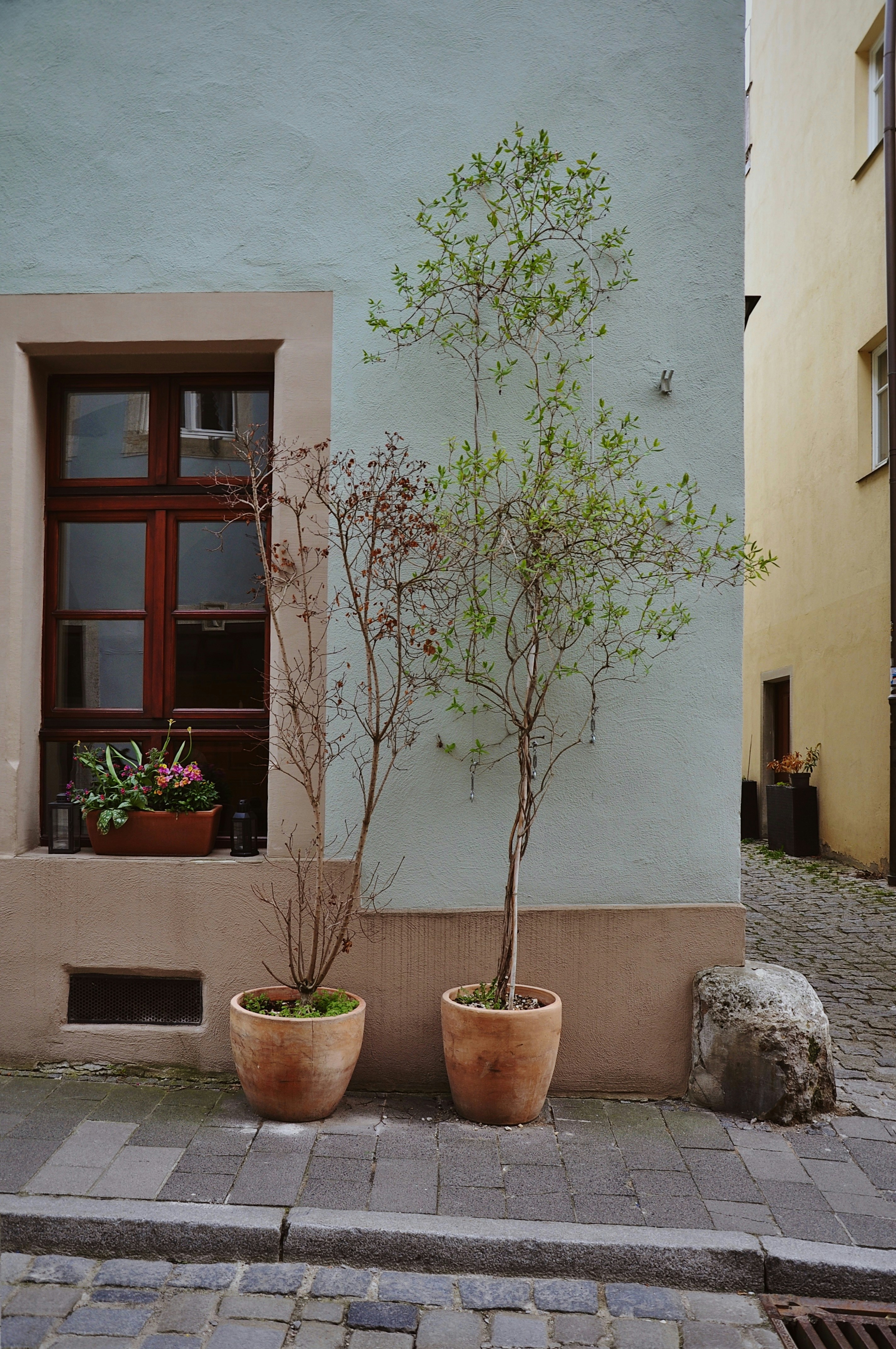 Twin Pots, Pastel Facade: A Quiet Street Portrait