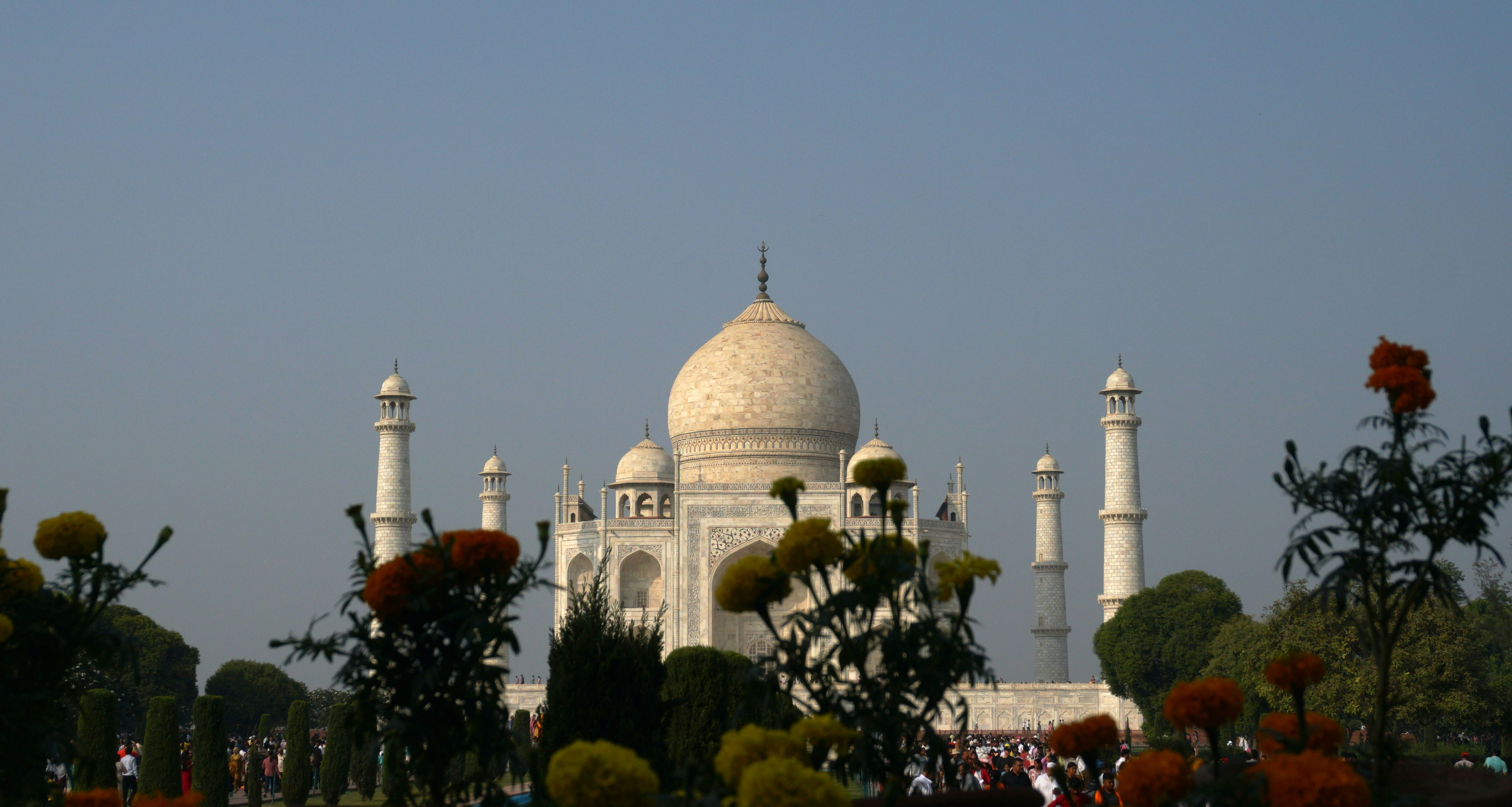 Ethereal Elegance: The Taj Amidst Blossoms