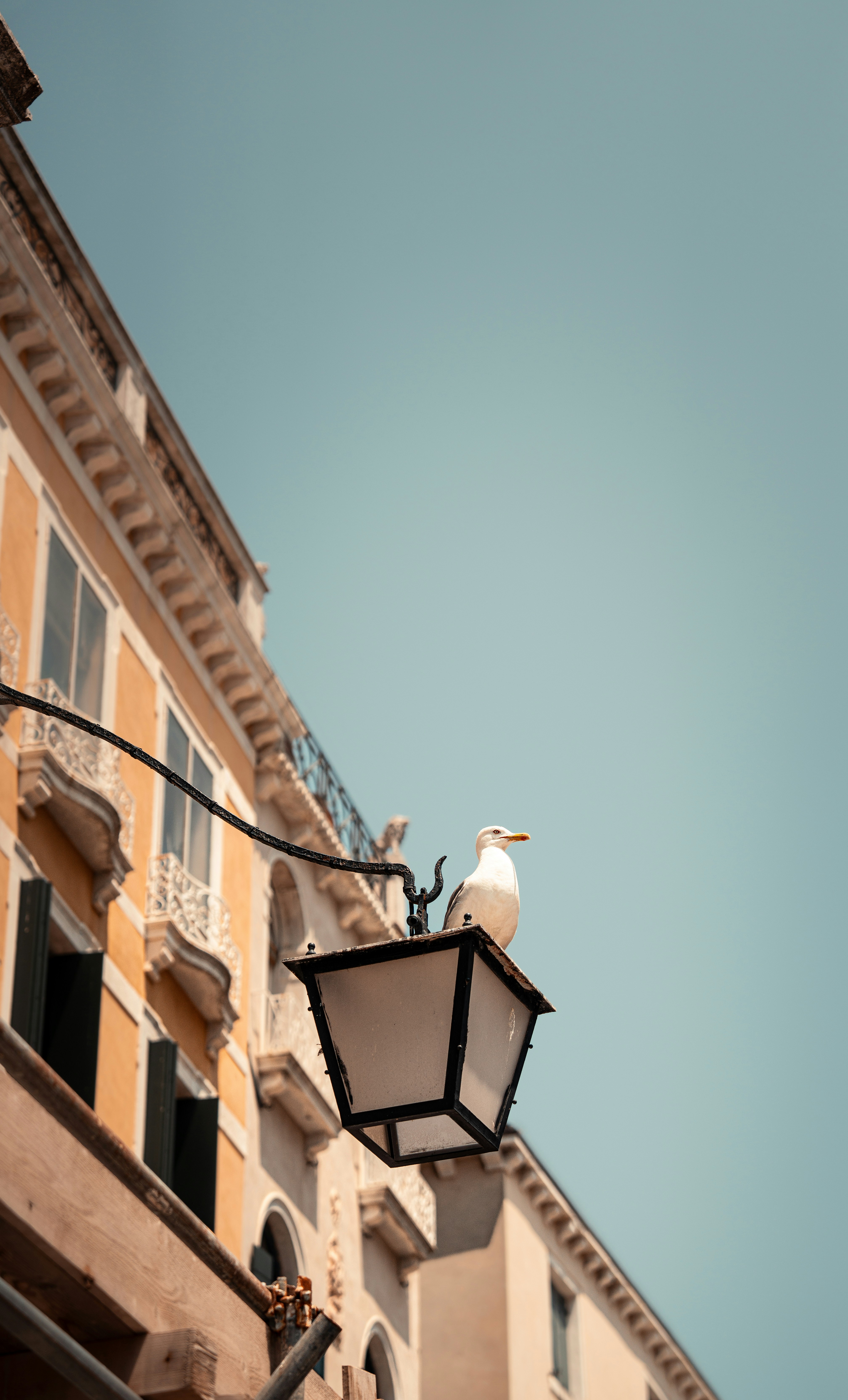 Seagull's Urban Perch: A Moment of Stillness