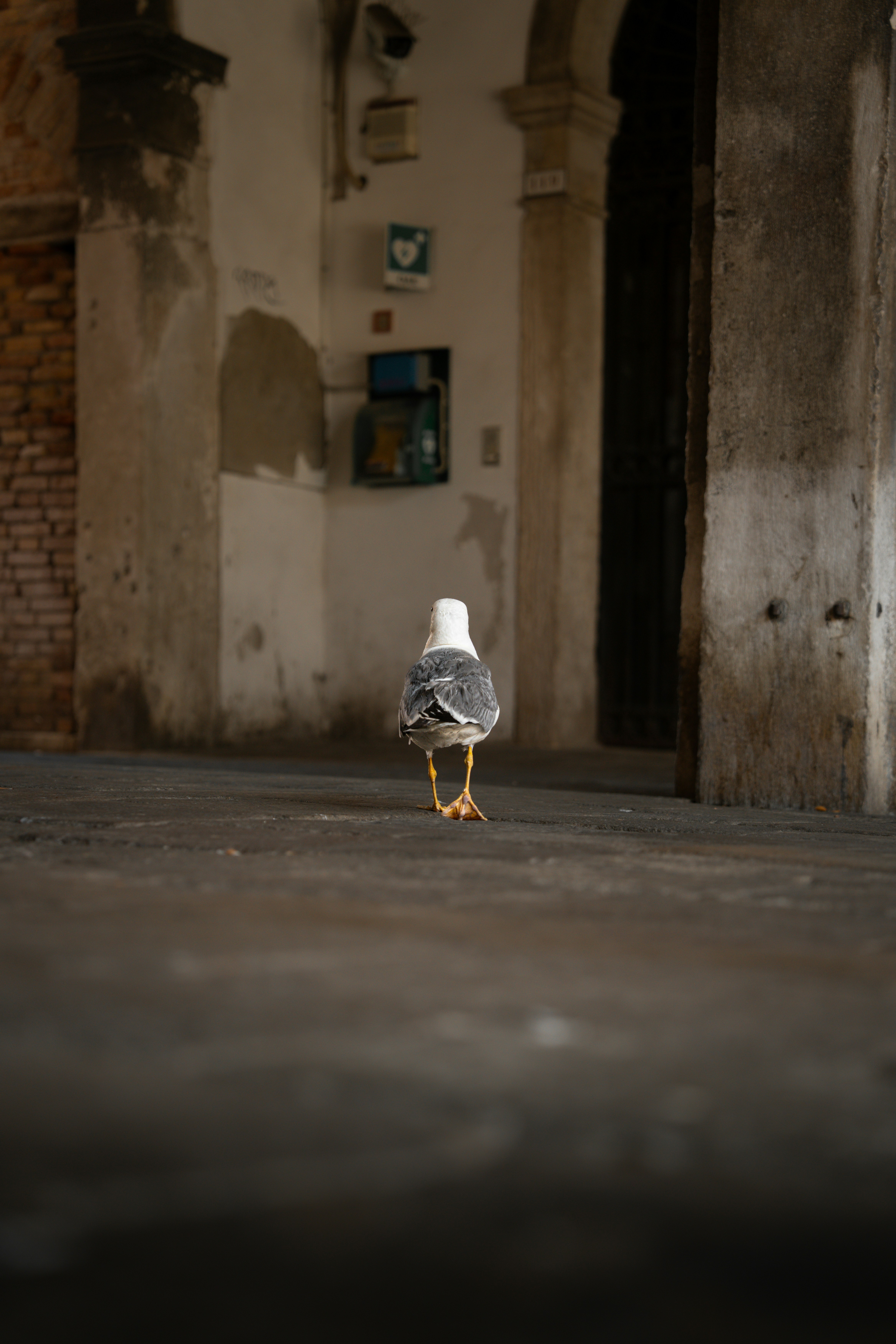 Urban Wanderer: A Seagull's Solitary Stroll