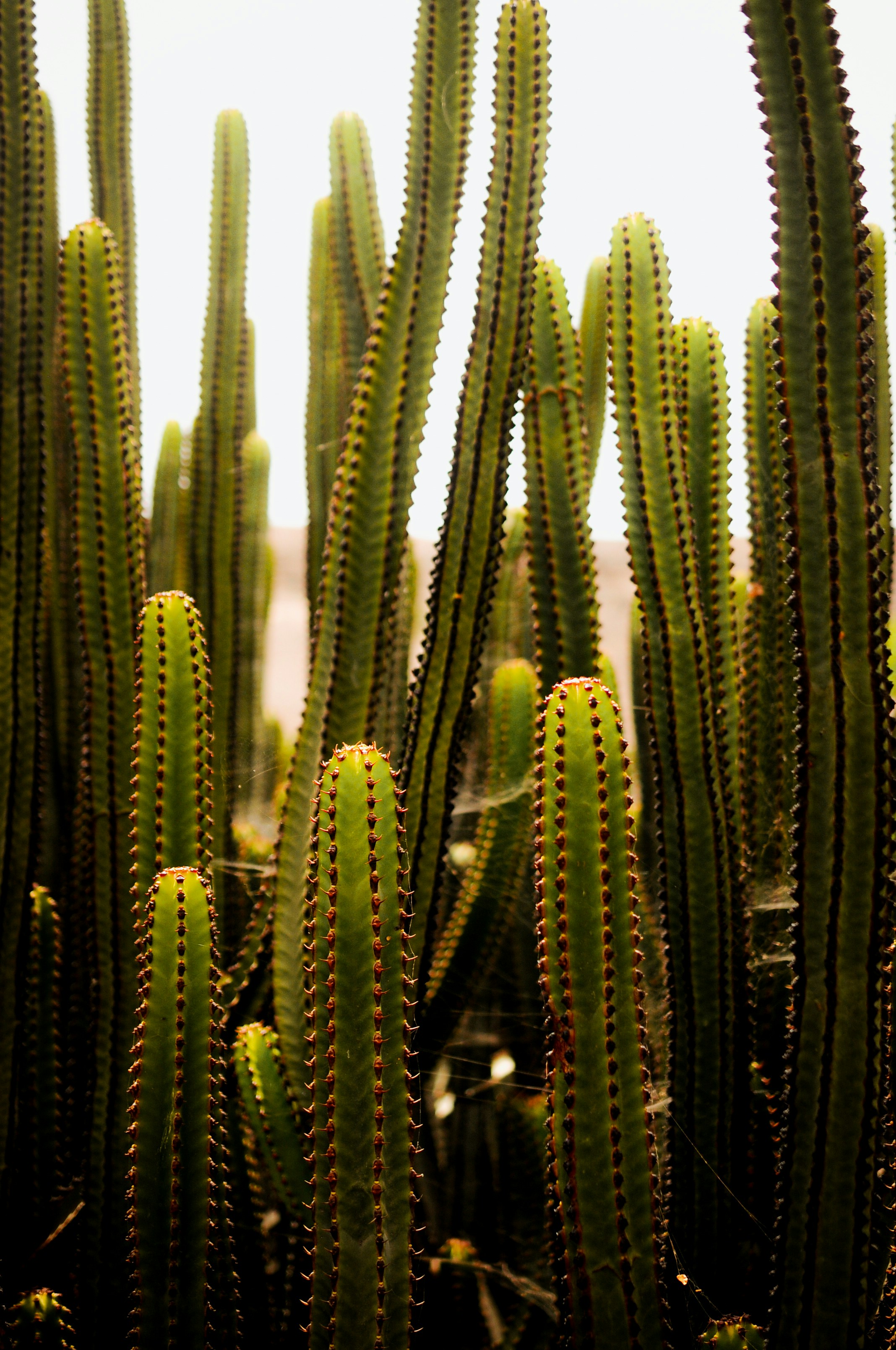 Sunlit Spine: A Dense Stand of Ribbed Cactus Columns