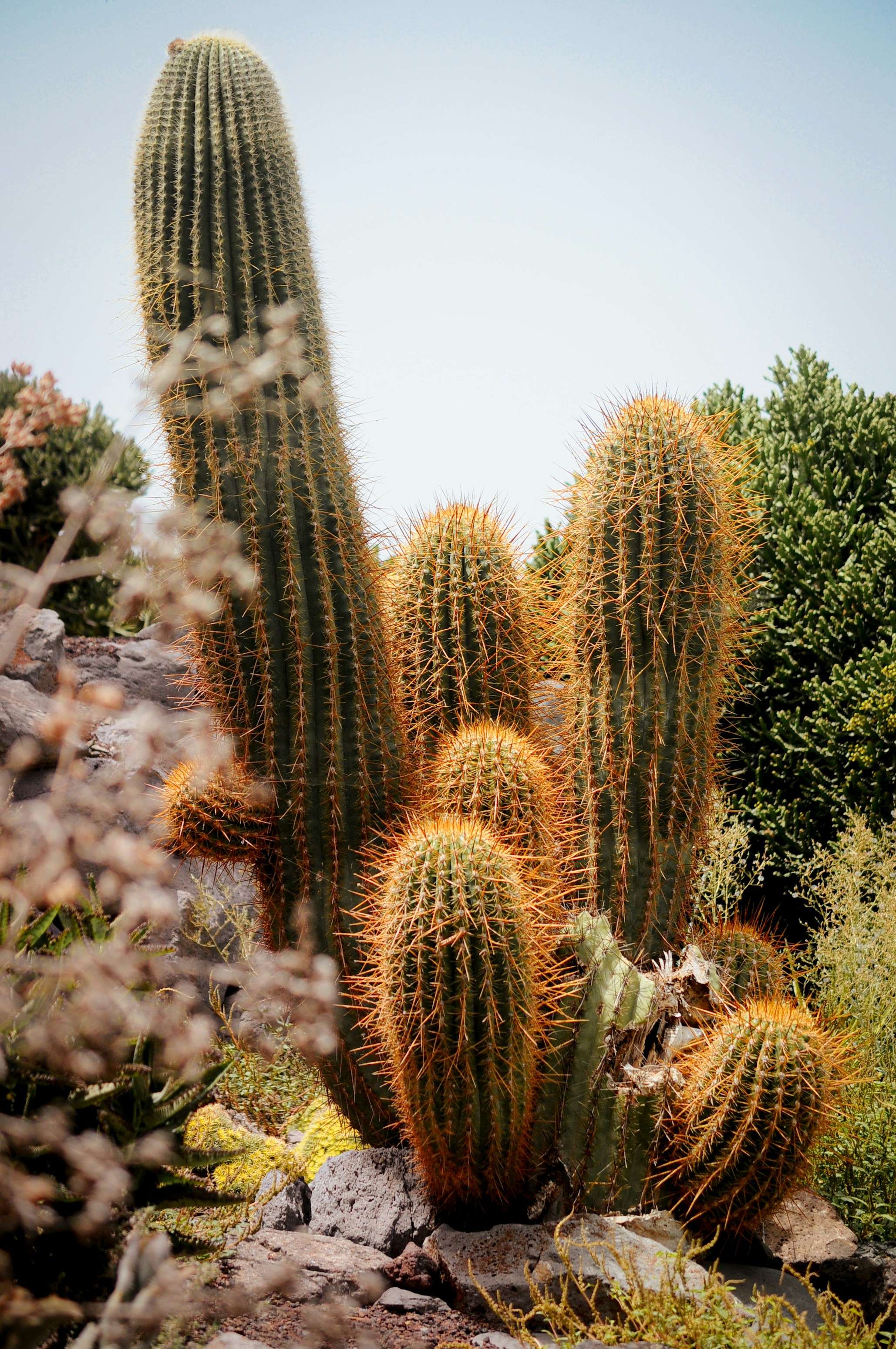 Cacti, tall and thorny, grow together in a garden.
