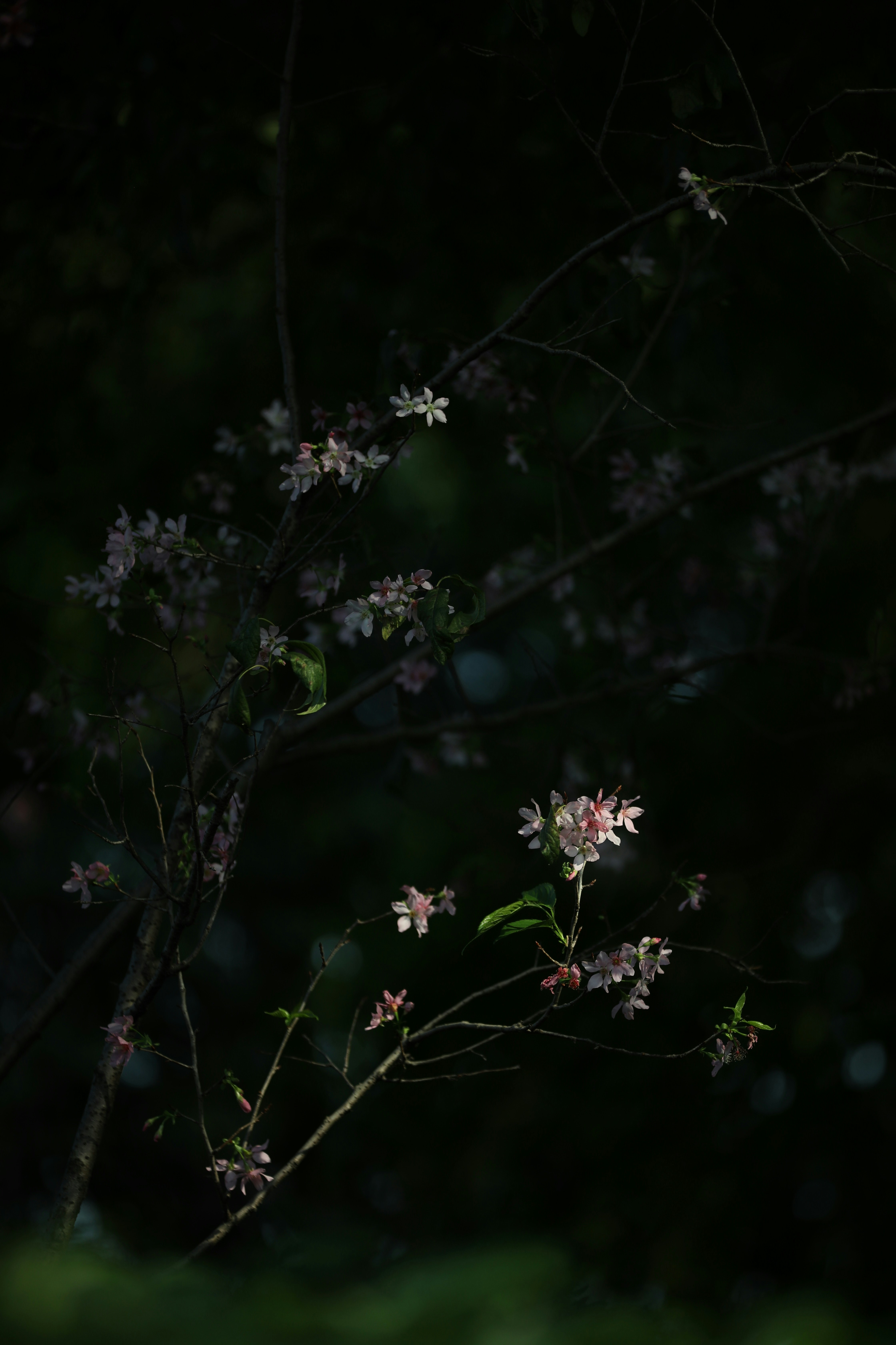 Whispers of Spring in Shadowed Serenity