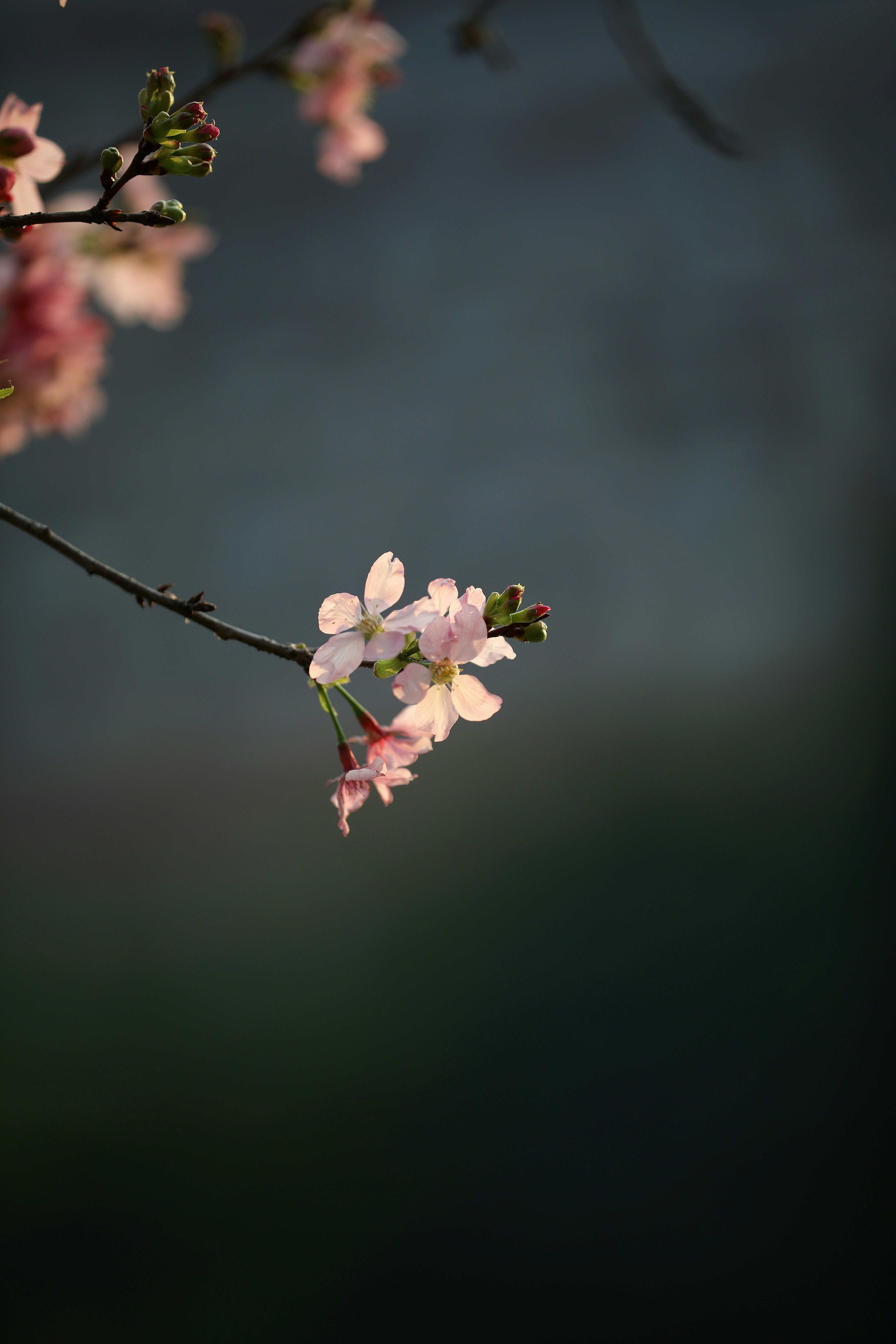 Solitary Sakura in Velvet Dusk: a close-up on a pink blossom against a blurred blue backdrop