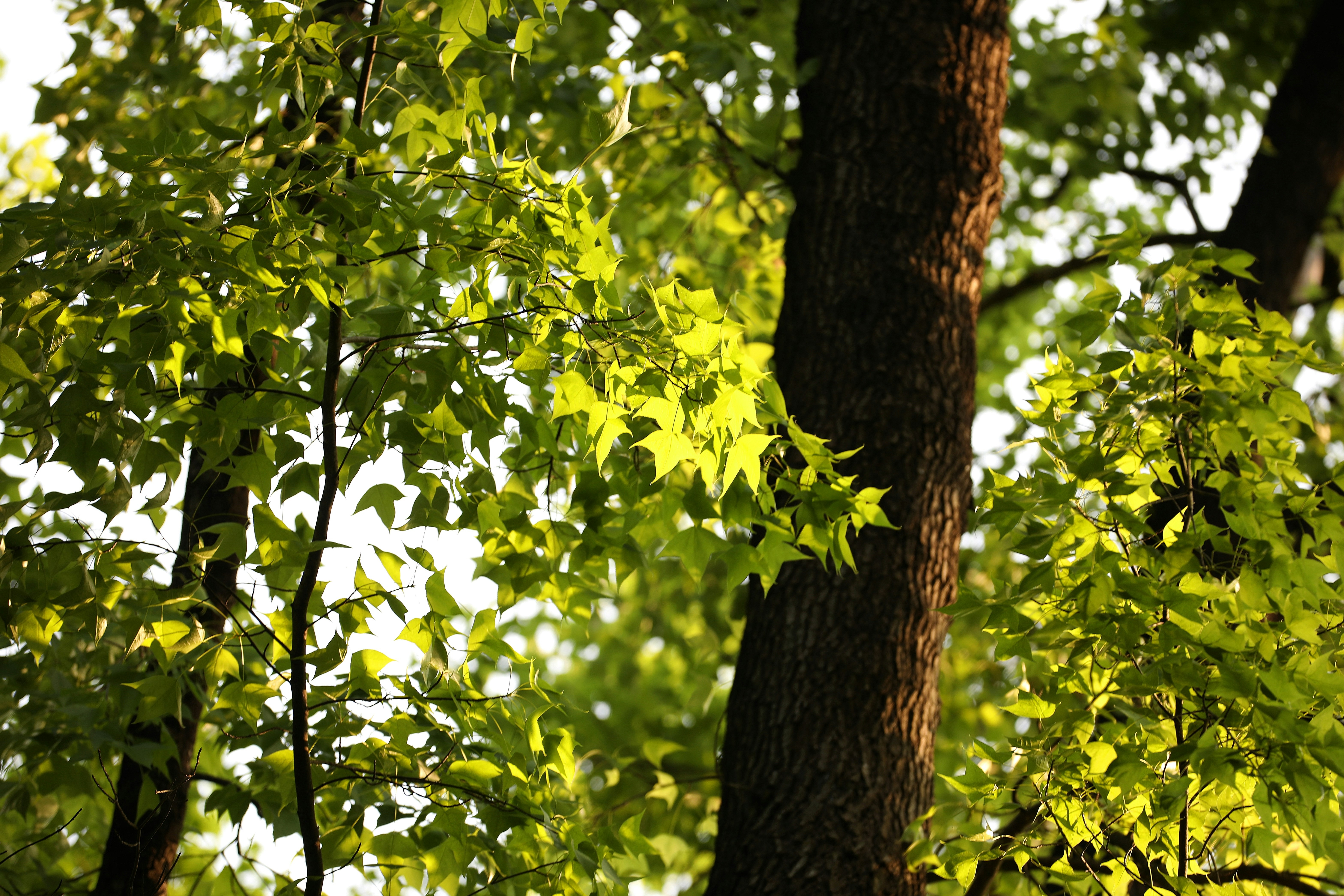 Sunlight shines through green leaves on tree.