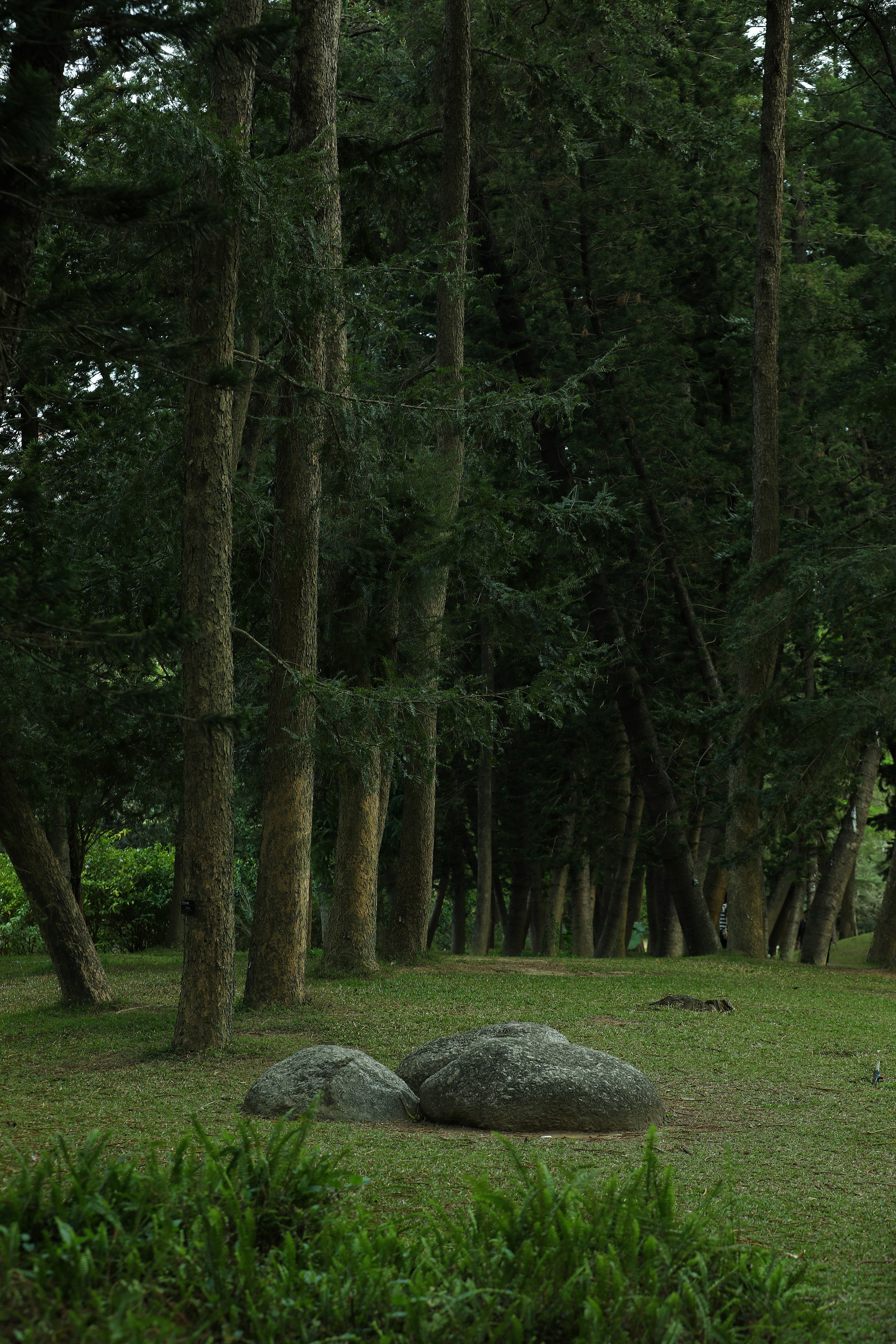 Tall trees and large rocks in a forest.