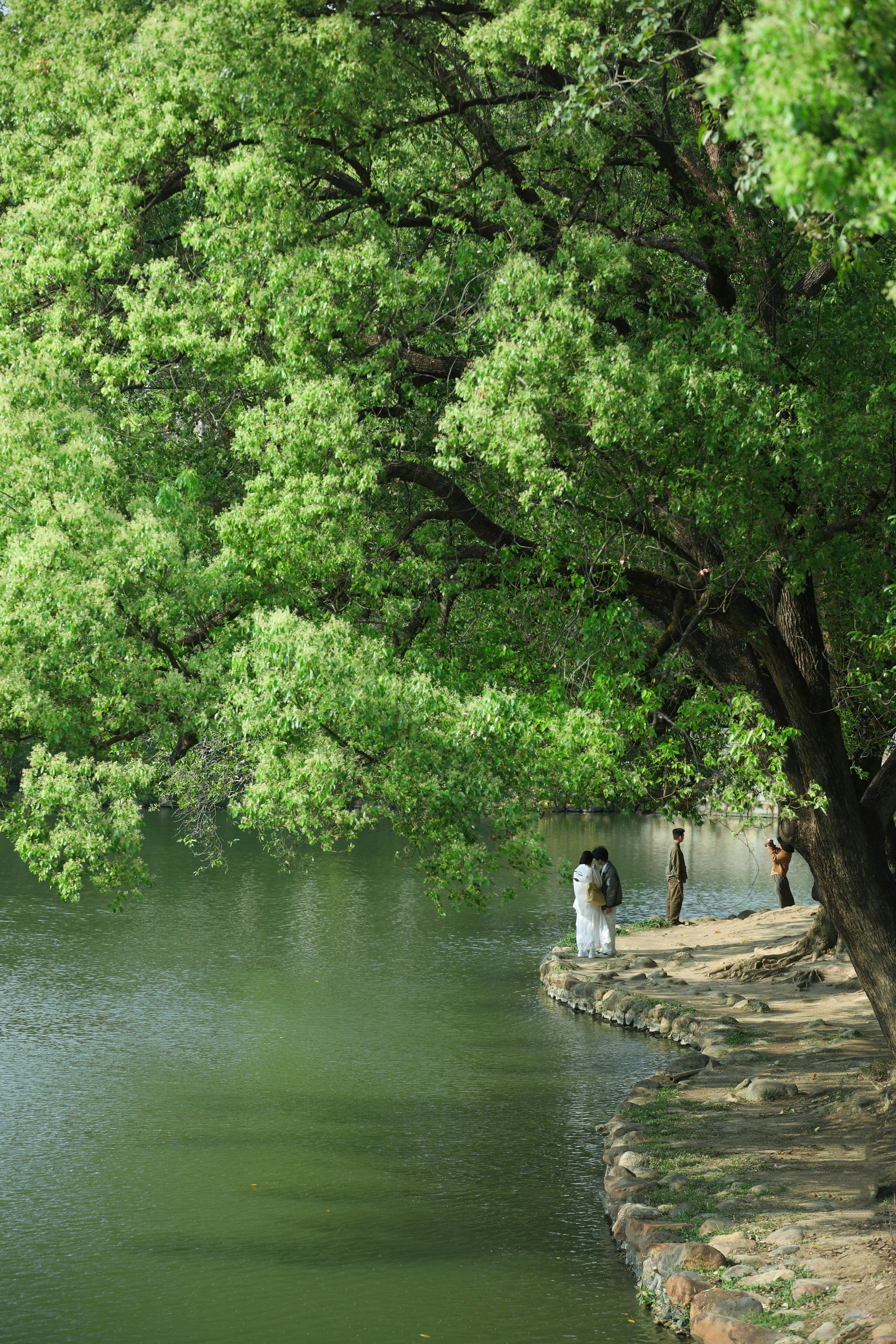 People stand by the lake under a large tree.
